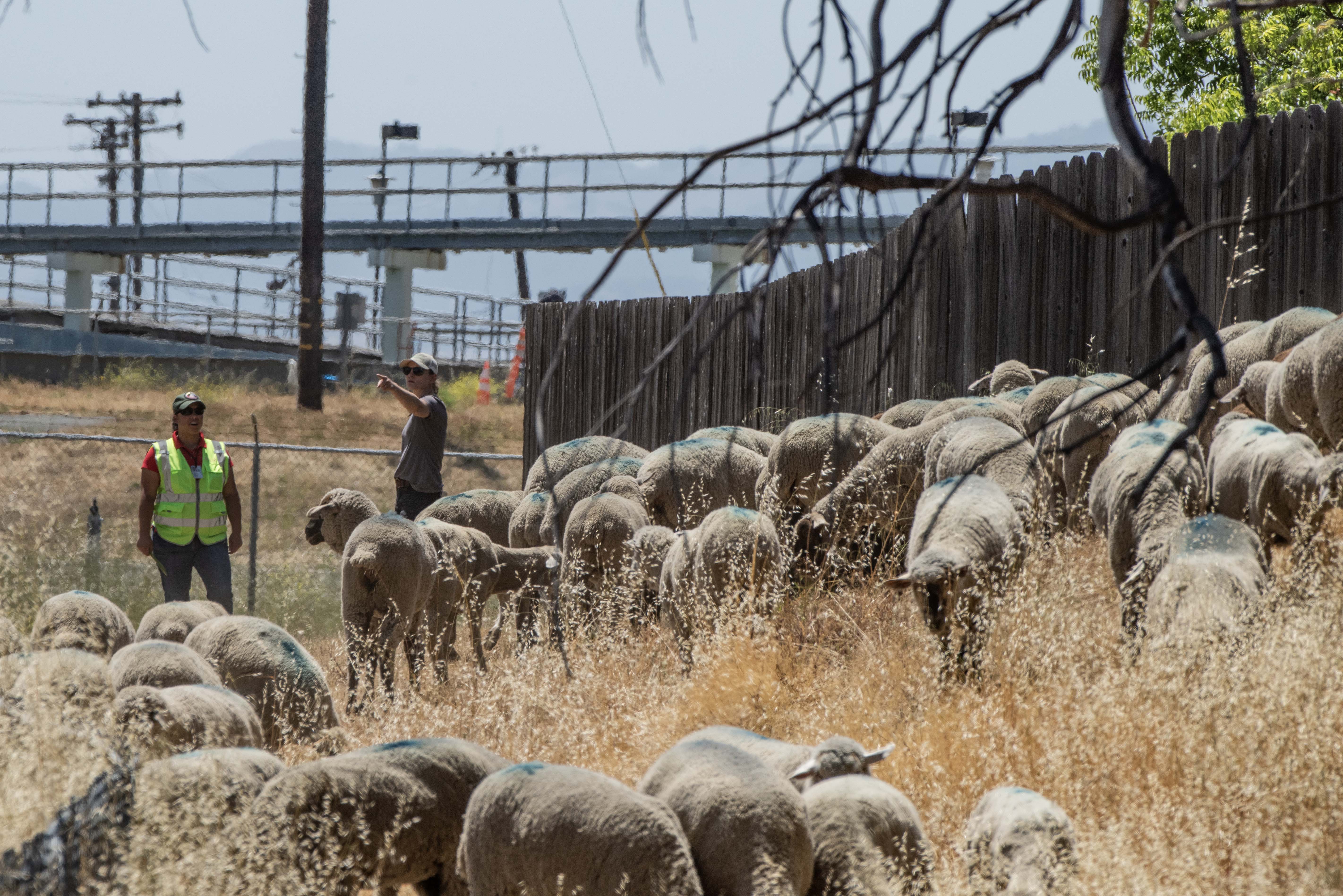 Travis AFB protects environment by using sheep > Travis Air Force Base ...