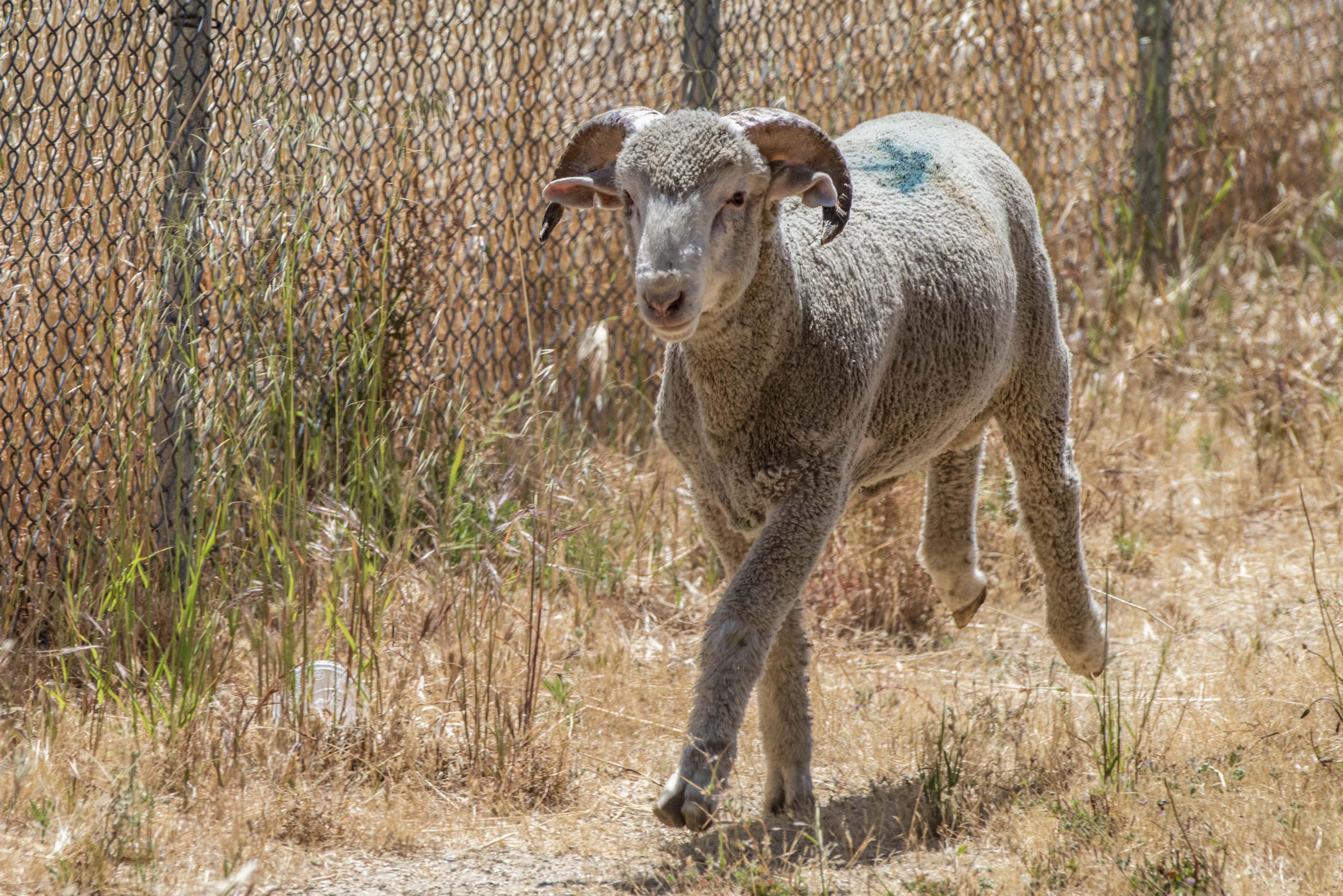 Travis AFB protects environment by using sheep > 349th Air Mobility ...