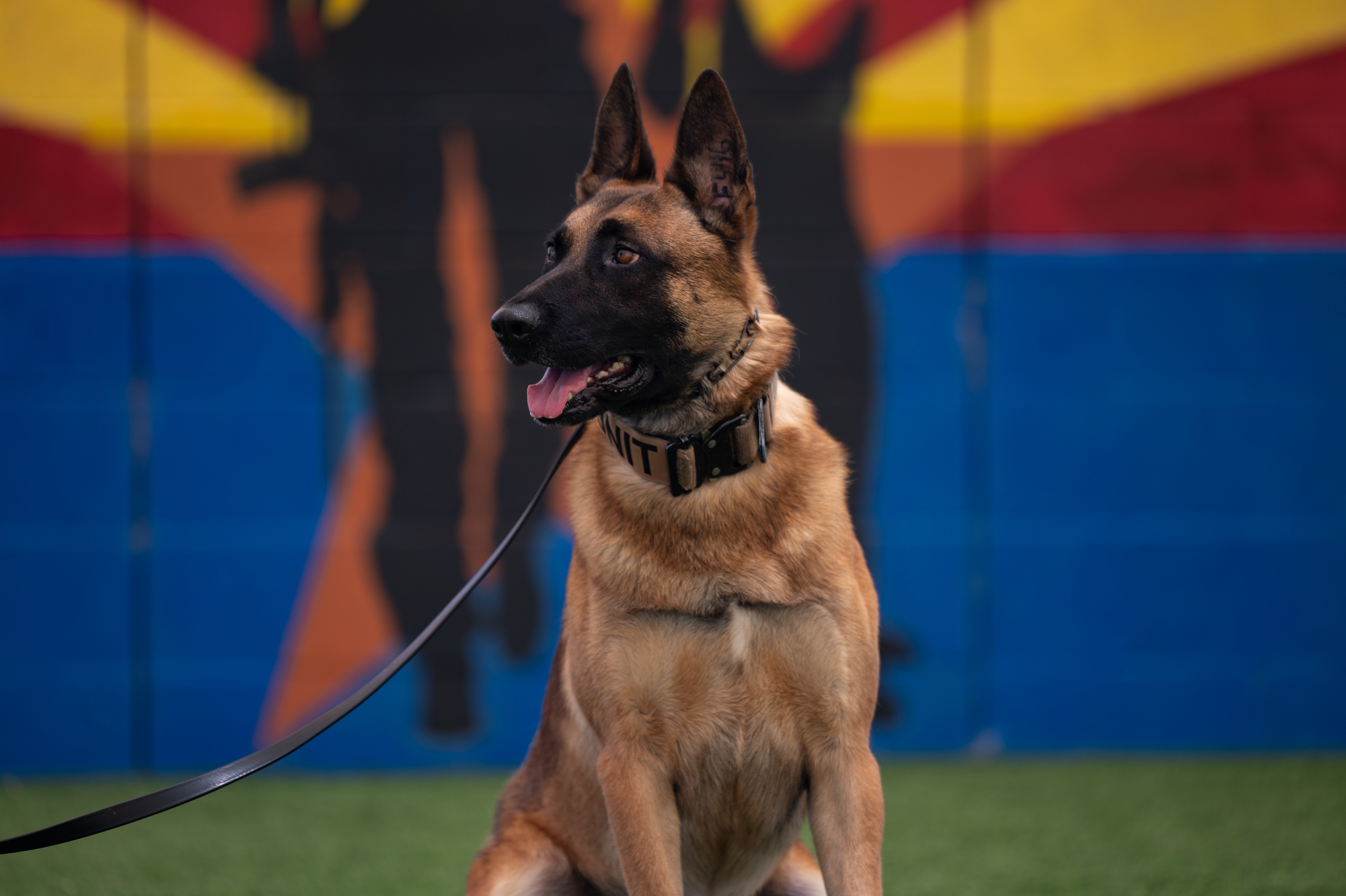 Kiler, the new Military working dog > Davis-Monthan Air Force Base ...