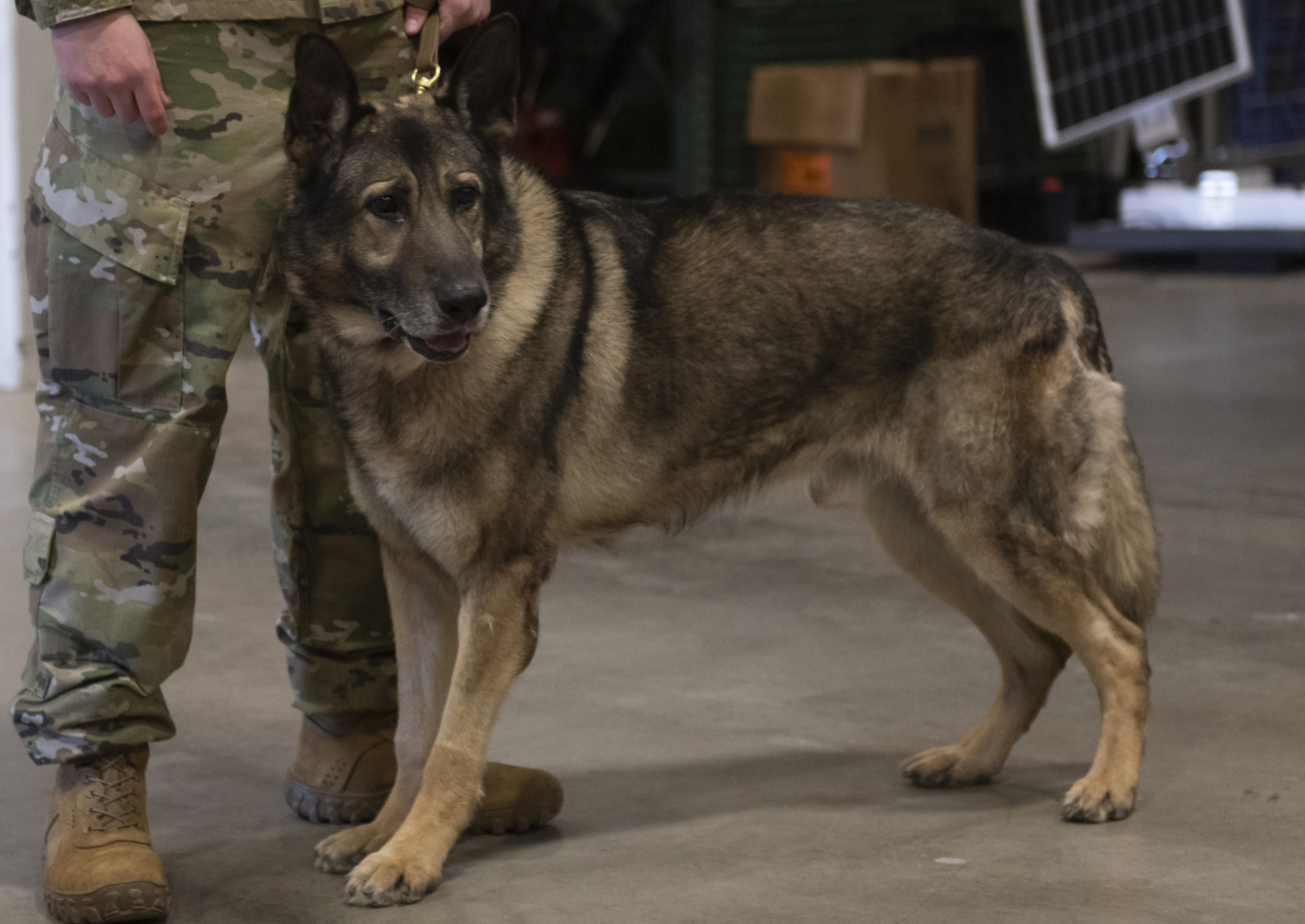 Military working dog retires after over eight years of service > Wright ...