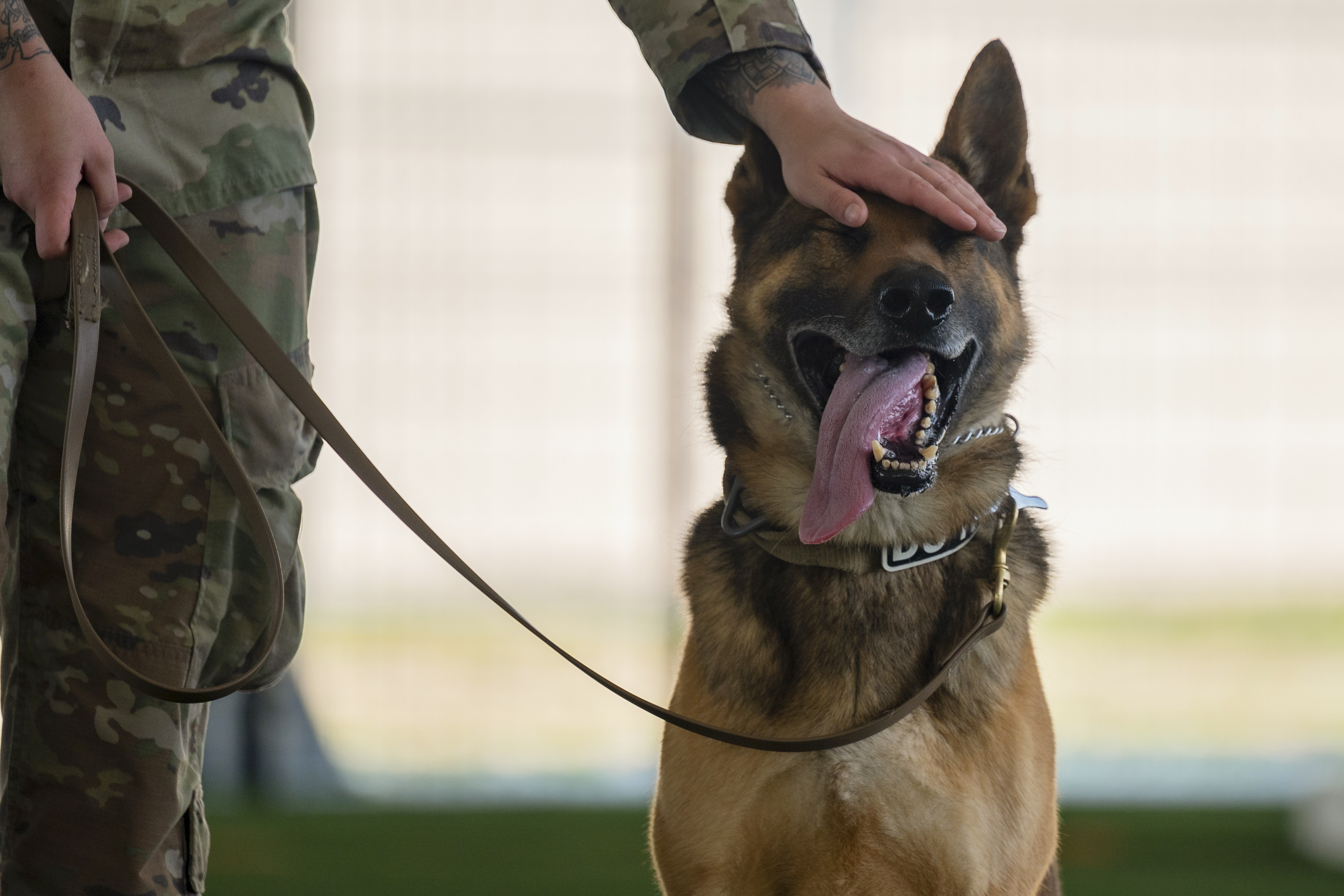 Puppy Pets | U.S. Department of War