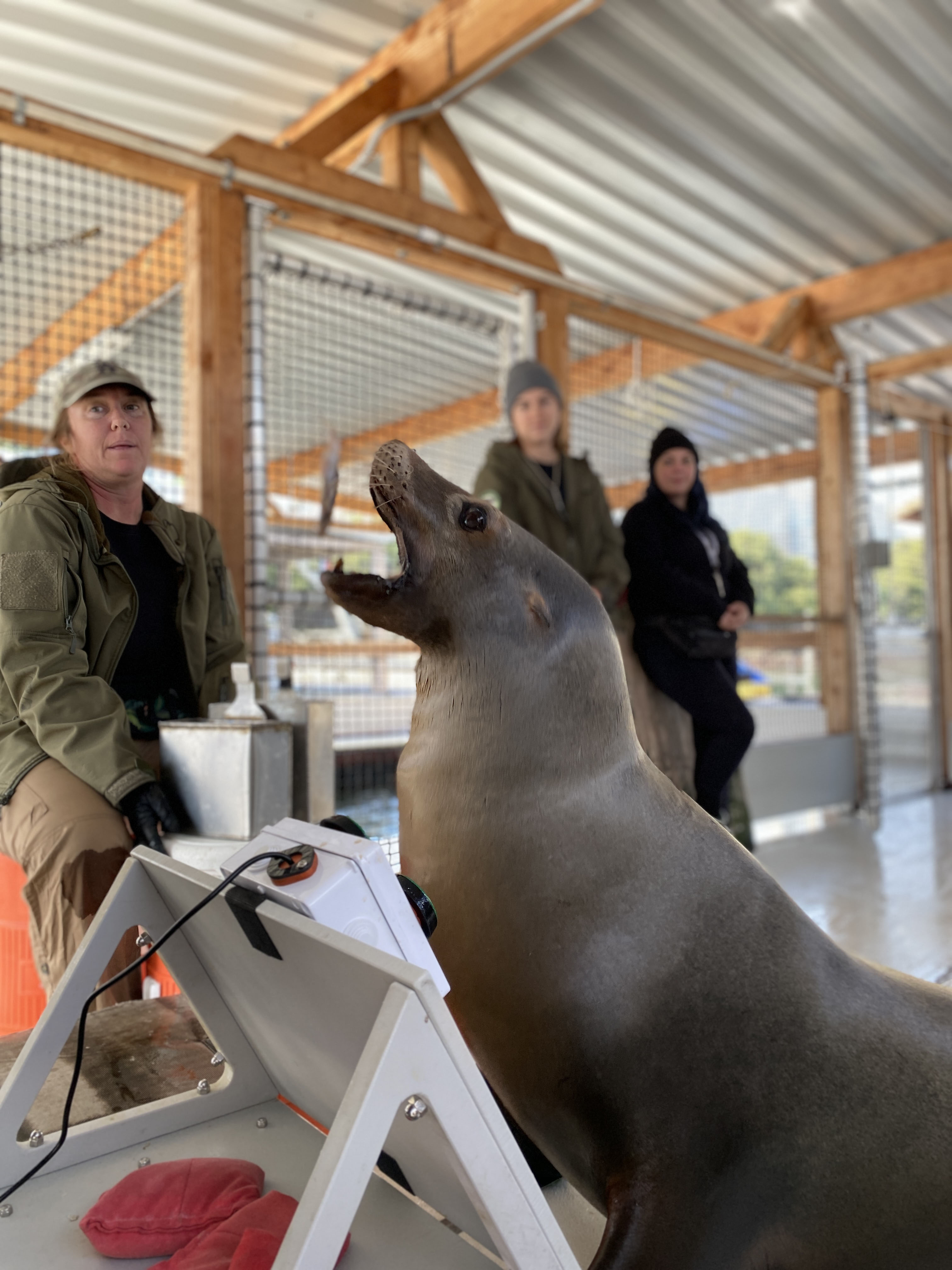 The Navy's Sea Lions Love Video Games > United States Navy > News Stories