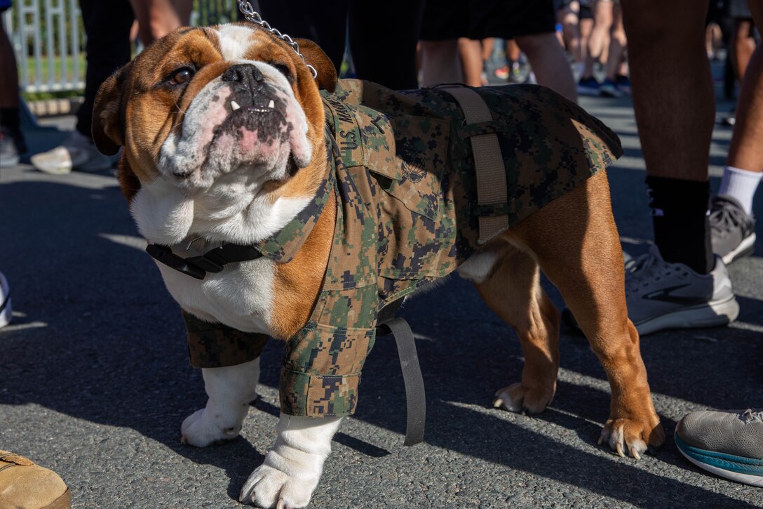 Mascot Monday Turkey Trot