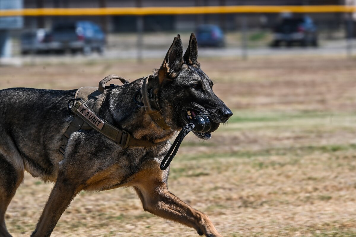 The dedication of Defenders, K-9 partners > Air Education and Training Command > Article Display