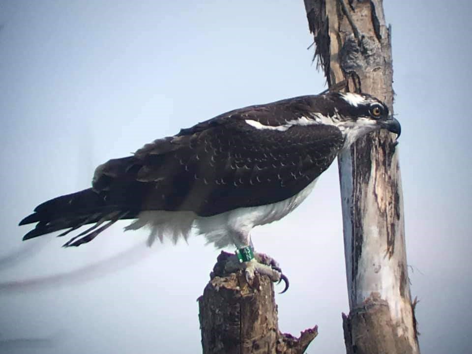 Successful osprey nesting recorded for state of Kansas at Perry Lake ...