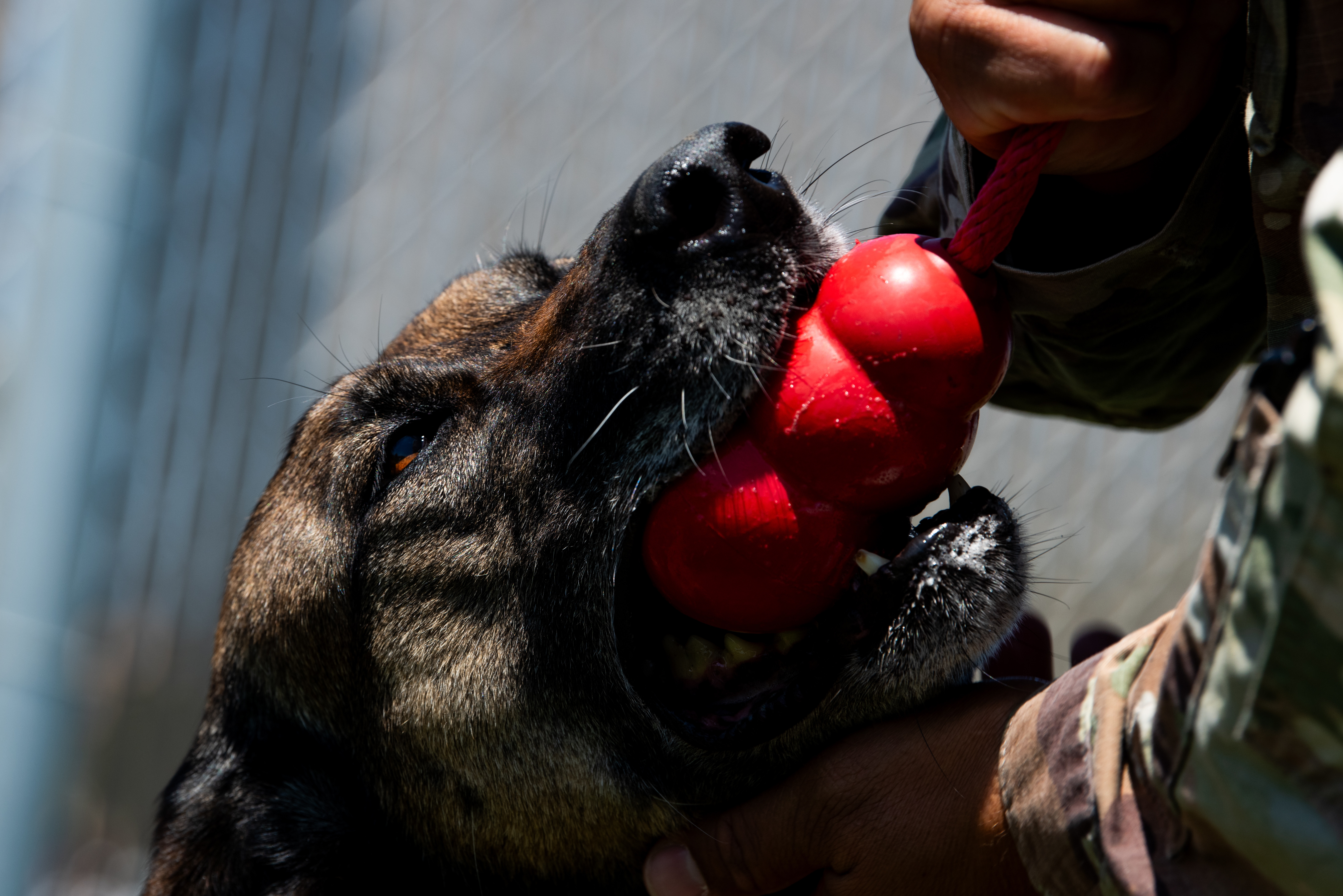 60th SFS conducts routine training with MWDs > Travis Air Force Base ...