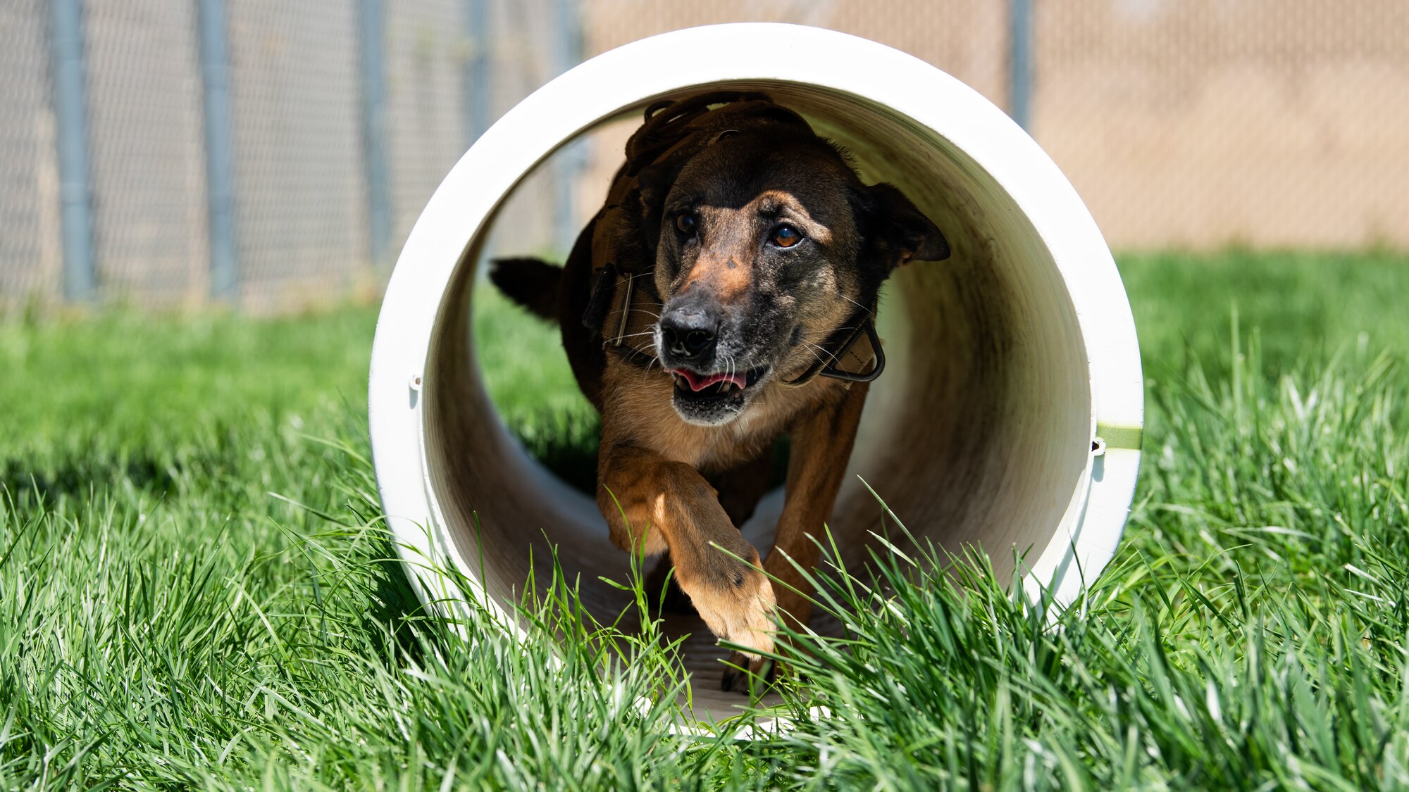 60th SFS conducts routine training with MWDs > Travis Air Force Base ...