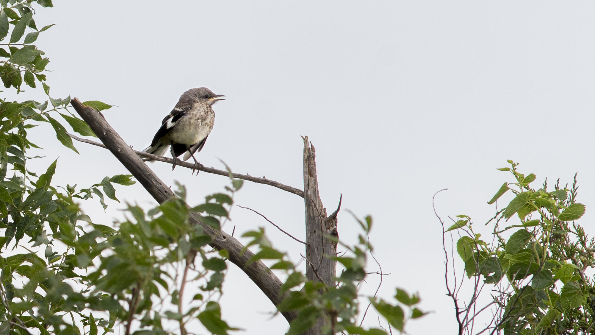 Avian Knowledge Network conducts regional training at Tinker > Tinker ...