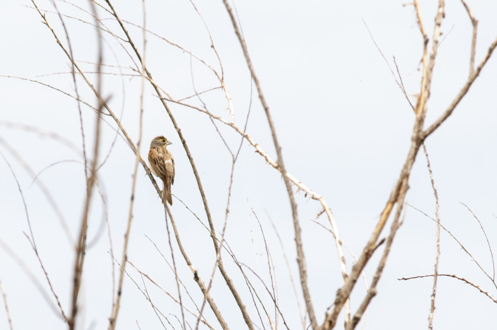 Avian Knowledge Network conducts regional training at Tinker > Tinker ...