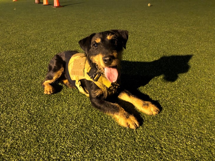 Small dogs, big mission > 37th Training Wing > Article Display