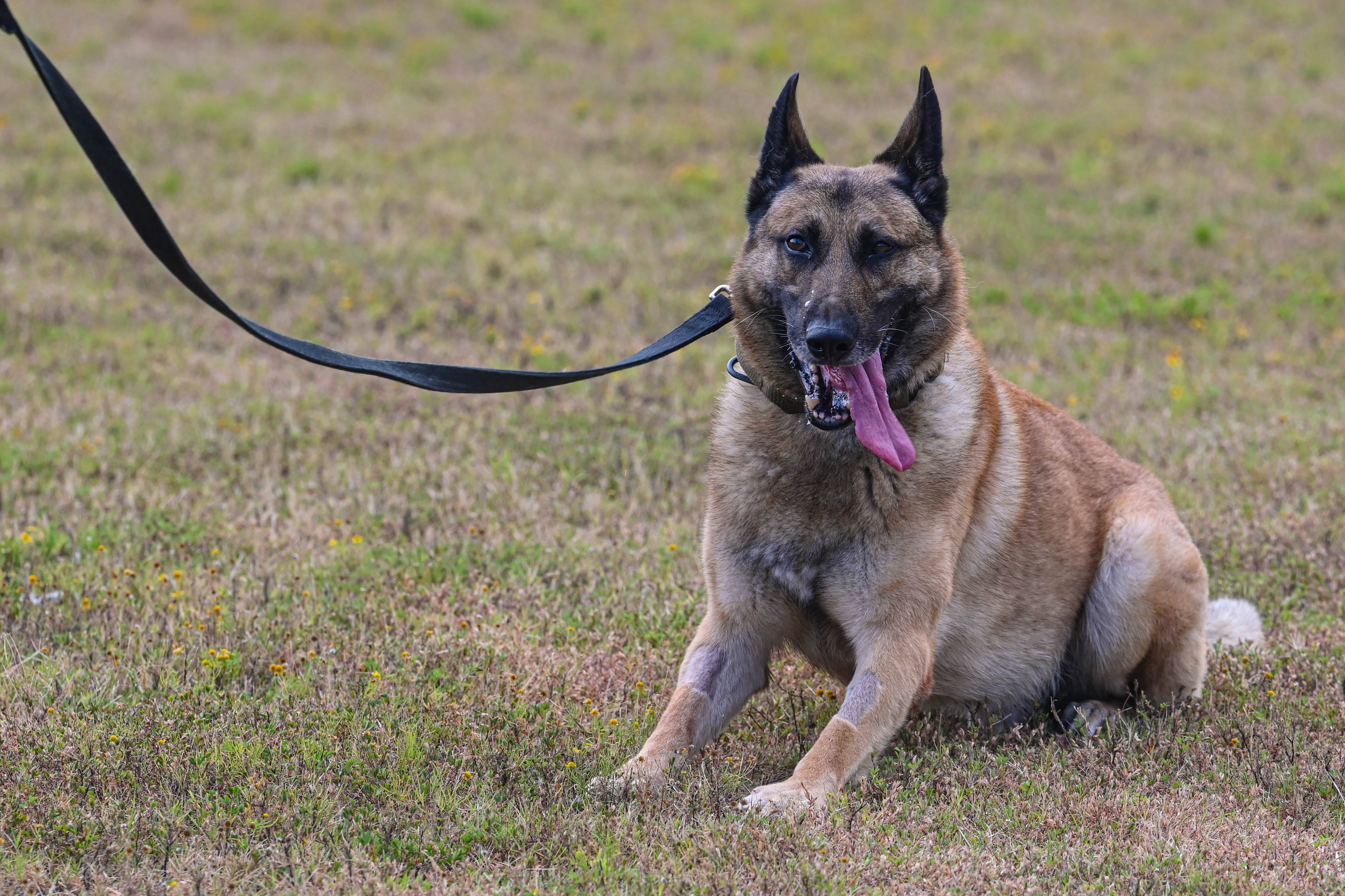 Paws on patrol: Military working dogs develop unique bonds, fill ...