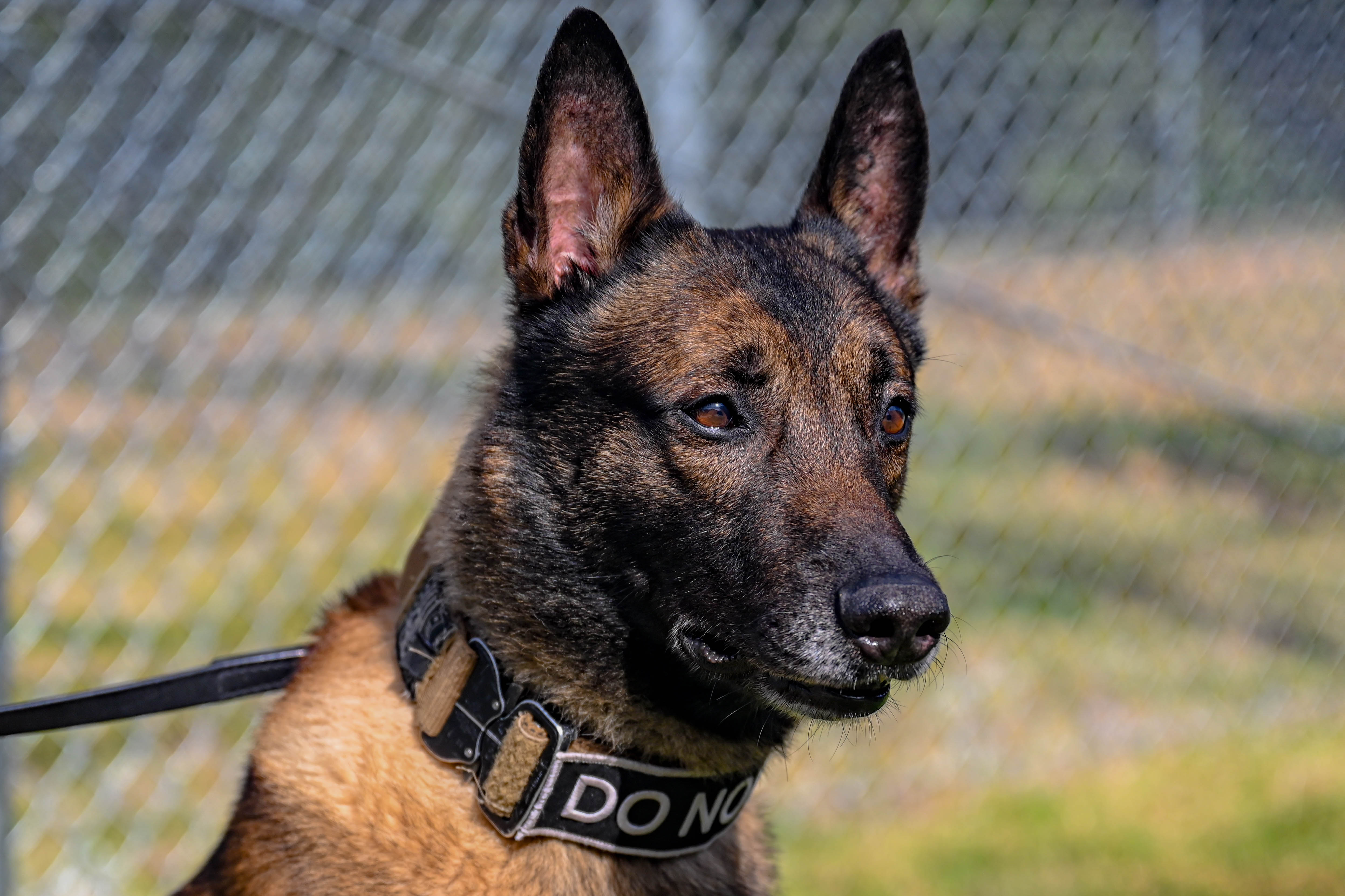 Paws on patrol: Military working dogs develop unique bonds, fill ...