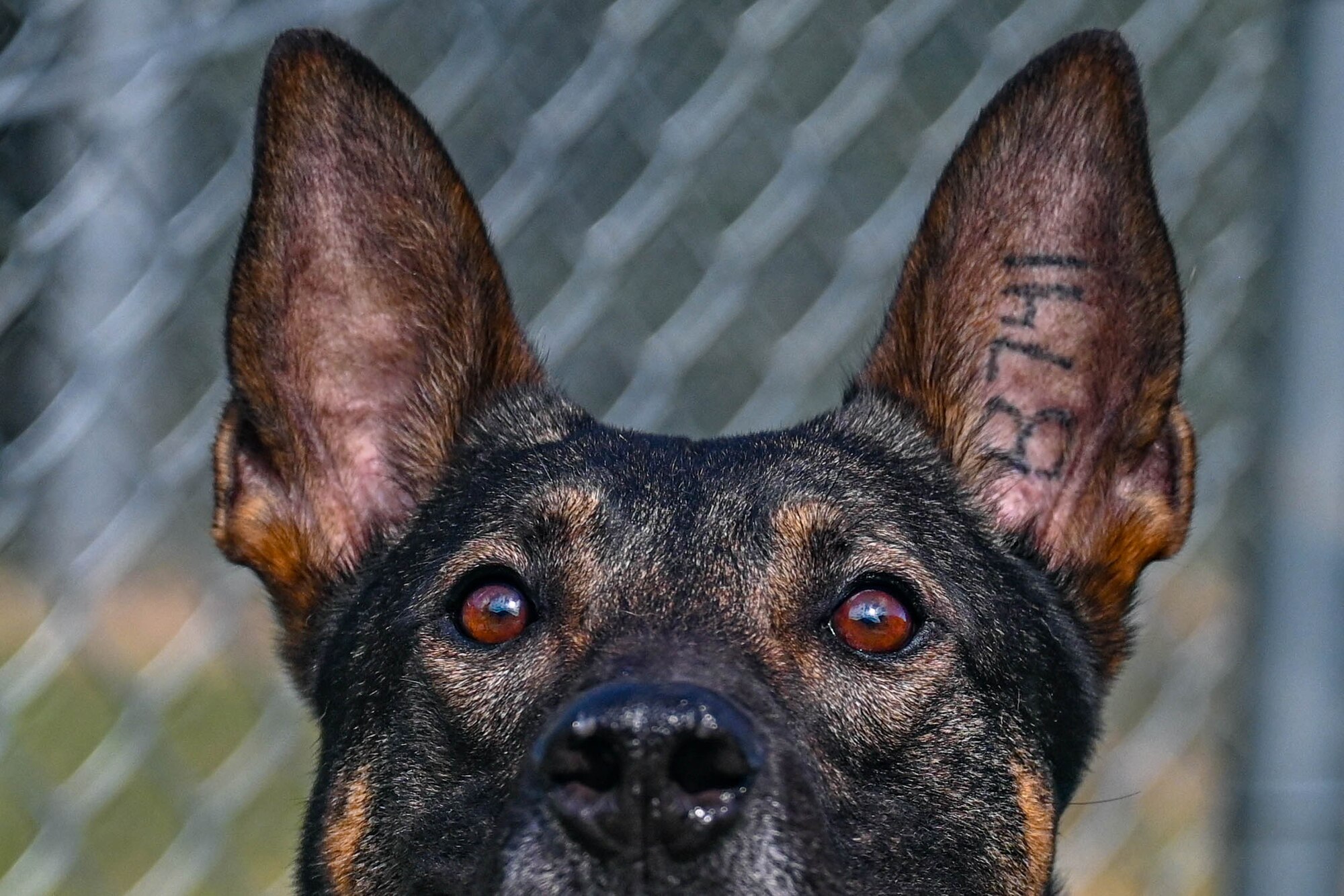Paws on patrol: Military working dogs develop unique bonds, fill ...