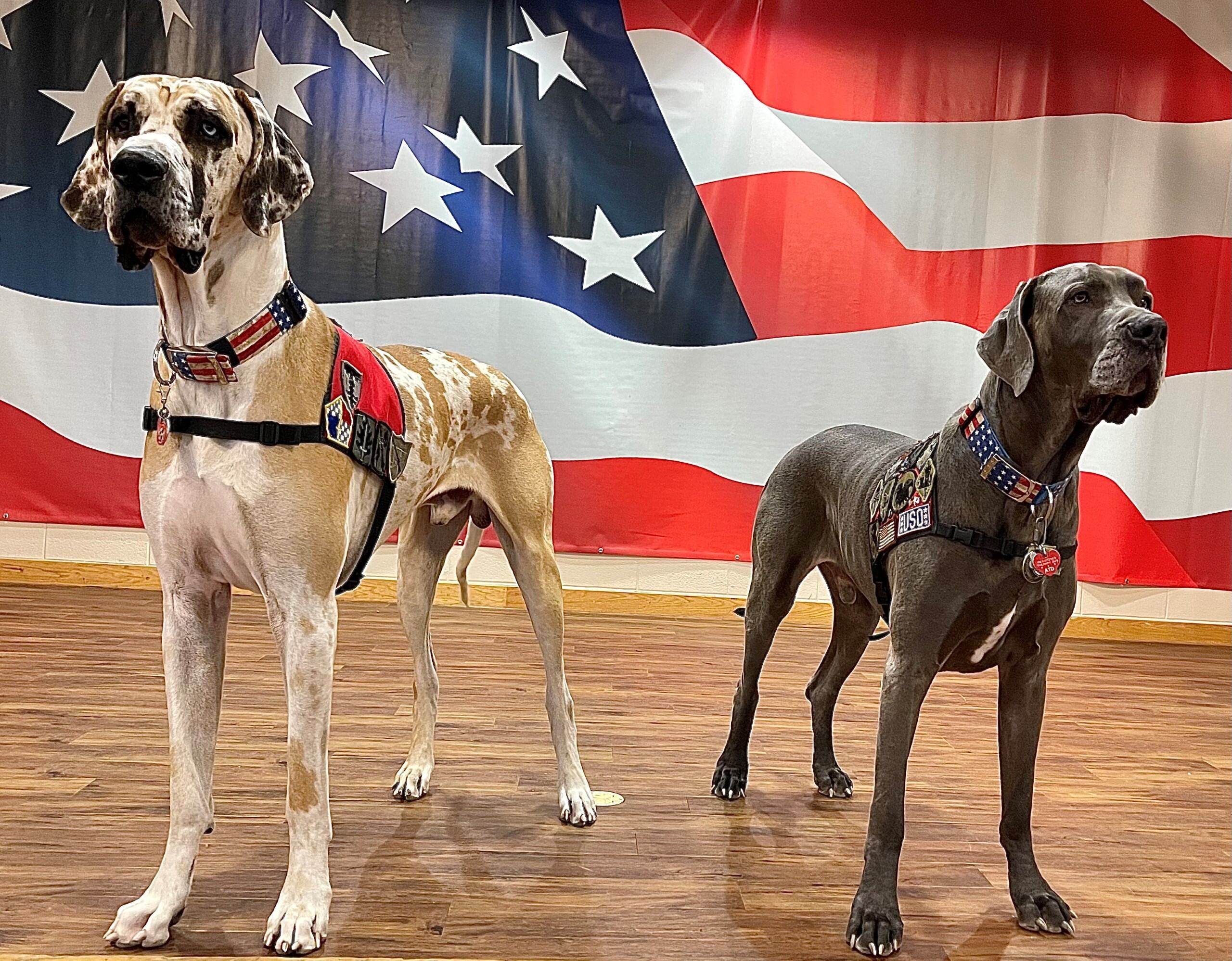 As Need for Comfort Dogs Grows, So Does USO's Canine Program > U.S ...