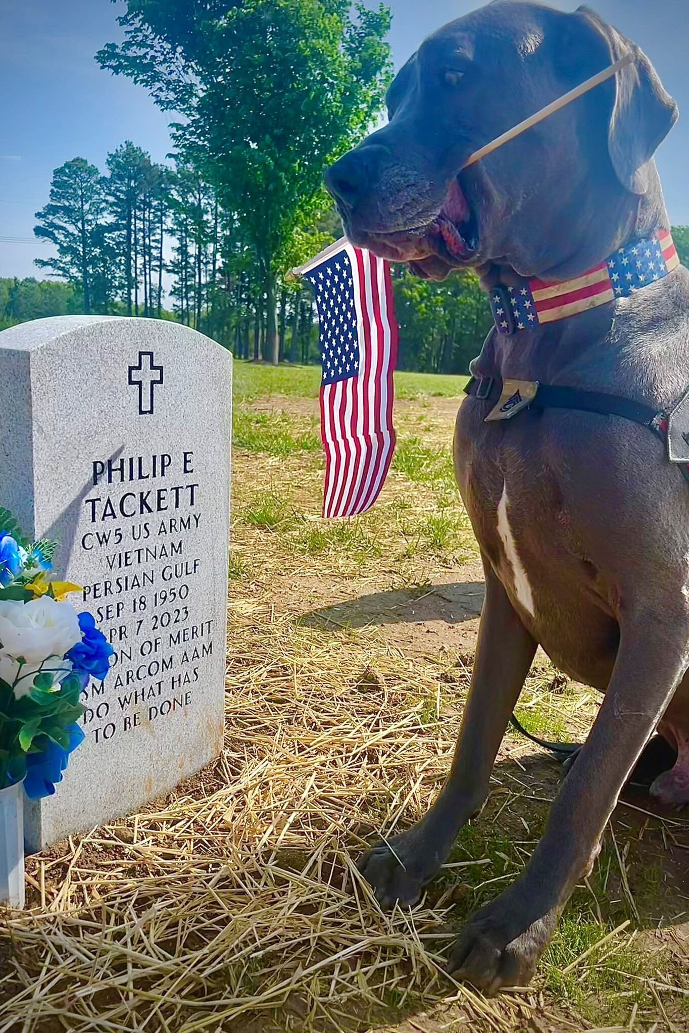 As Need for Comfort Dogs Grows, So Does USO's Canine Program > U.S ...