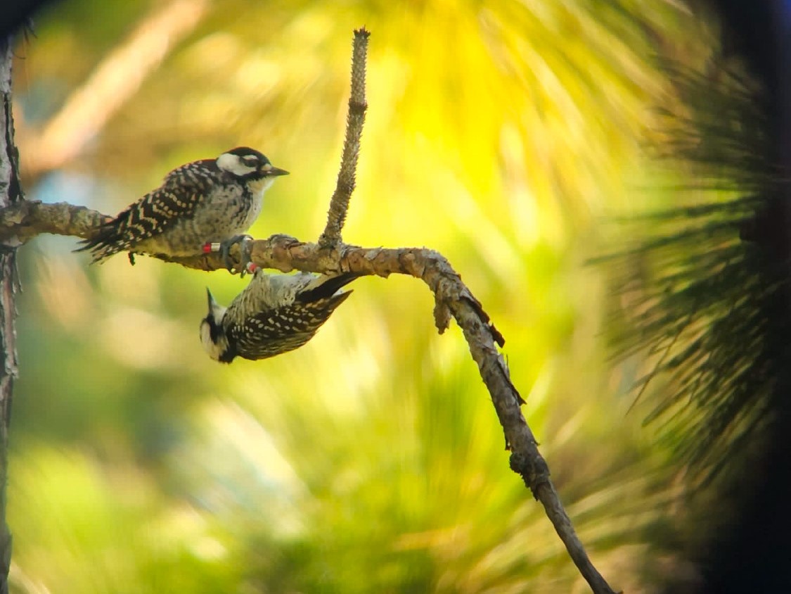 Camp Lejeune Achieves Significant Milestone in Red-Cockaded Woodpecker ...