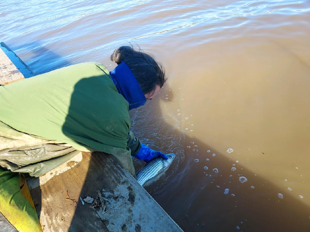 ERDC researchers assess time-of-year restrictions for James River ...