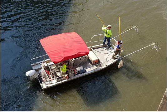 Aquatic Nuisance Species > Great Lakes and Ohio River Division > Display