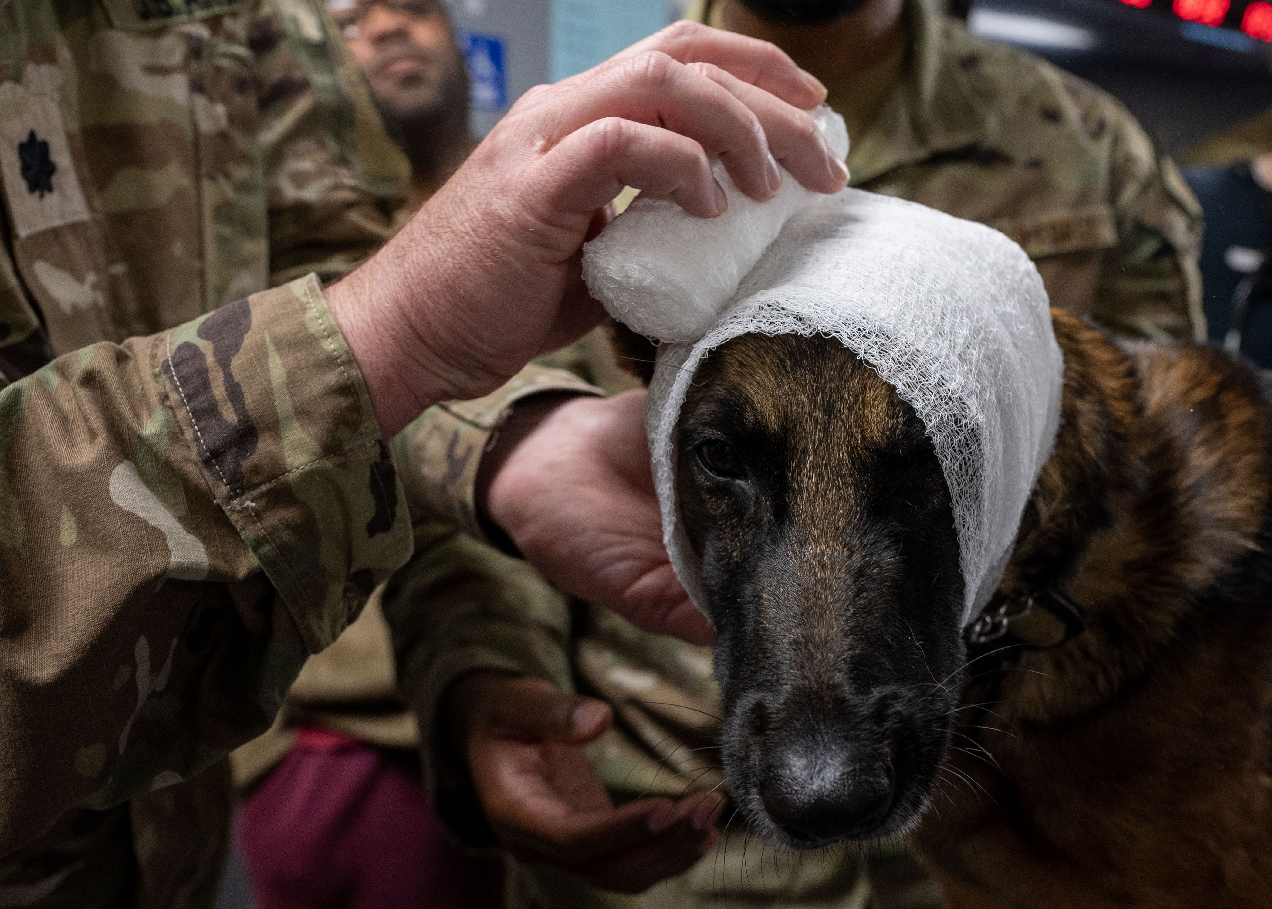 Unleashing Canine-TCCC > Air Force Medical Service > Display