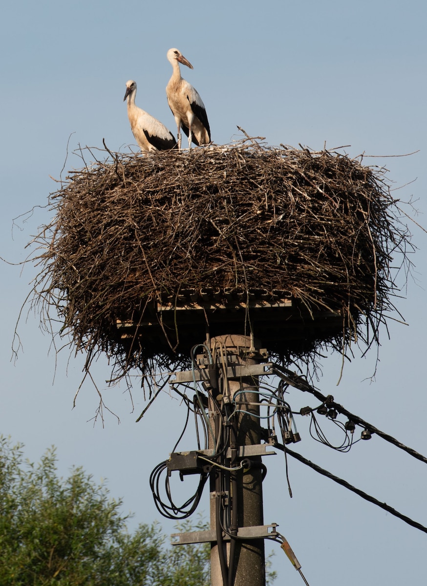 Storks in Germany: Feathered friends, folklore, and fantastic flights ...