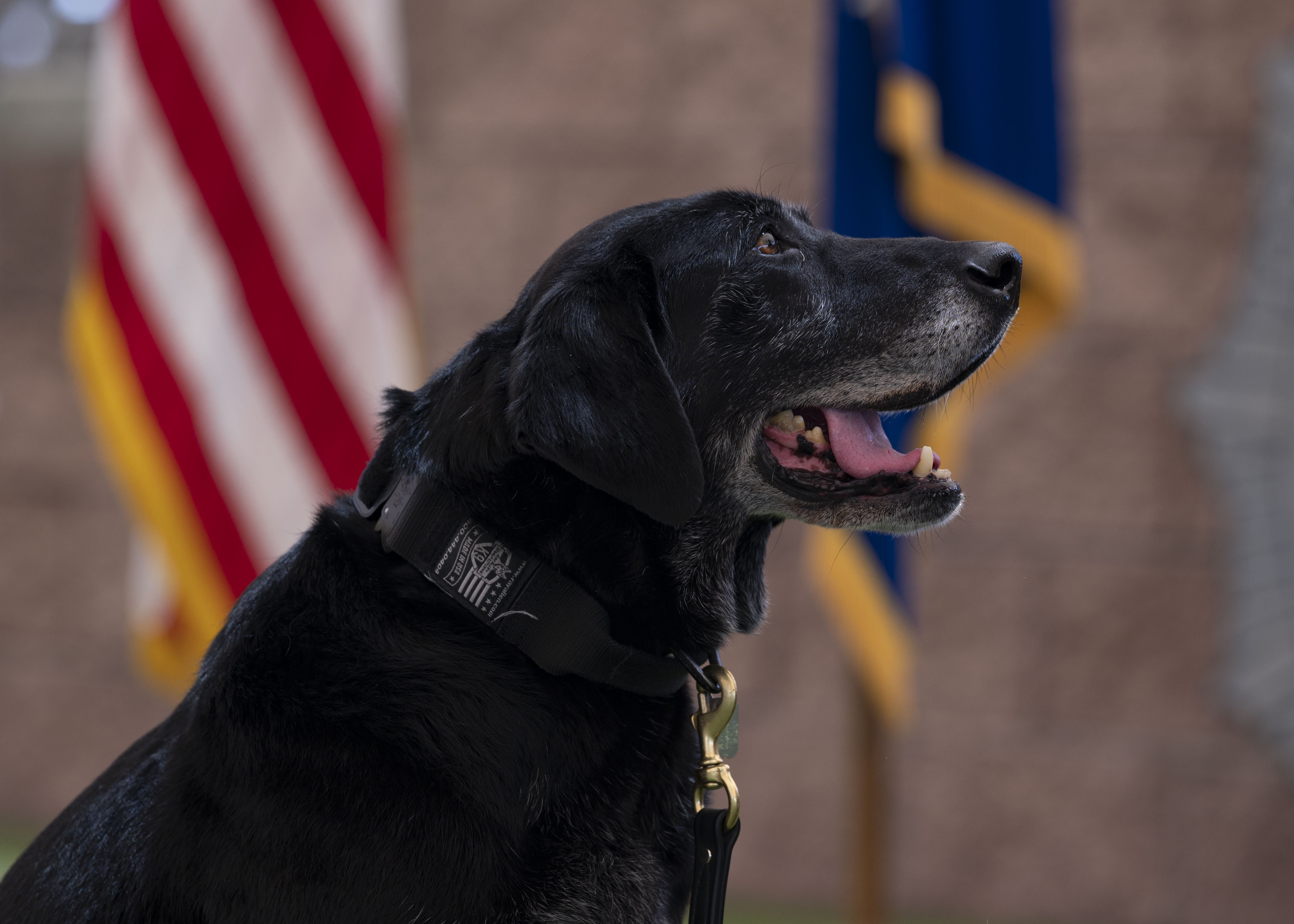 MWD Ivan Retirement Ceremony > Nellis Air Force Base > Article Display
