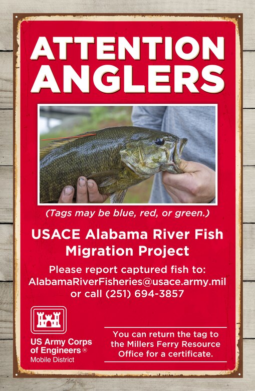 Mobile District launches fish tagging study in Lower Alabama River ...