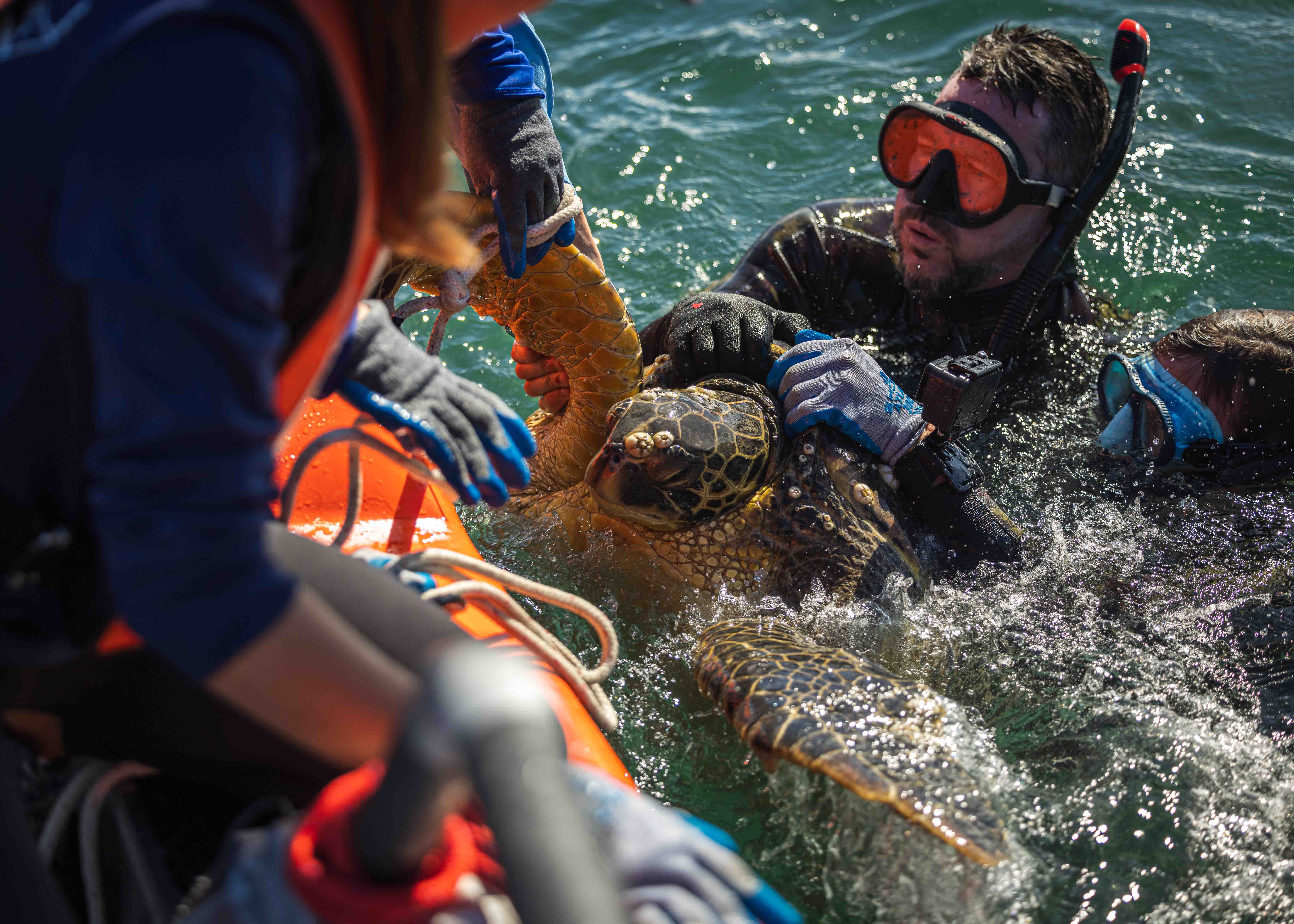 NAVFAC Hawaii collects new data for turtle tagging project > United ...