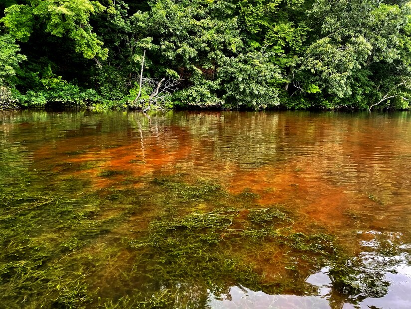 Combined USACE, ERDC teams seek to wipe out aquatic nuisance > Engineer ...