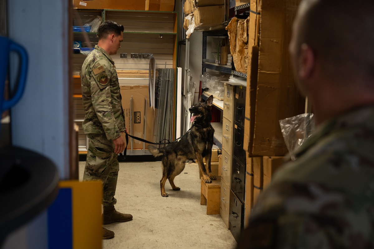 Military working dog handlers team up for joint training on JBPHH ...