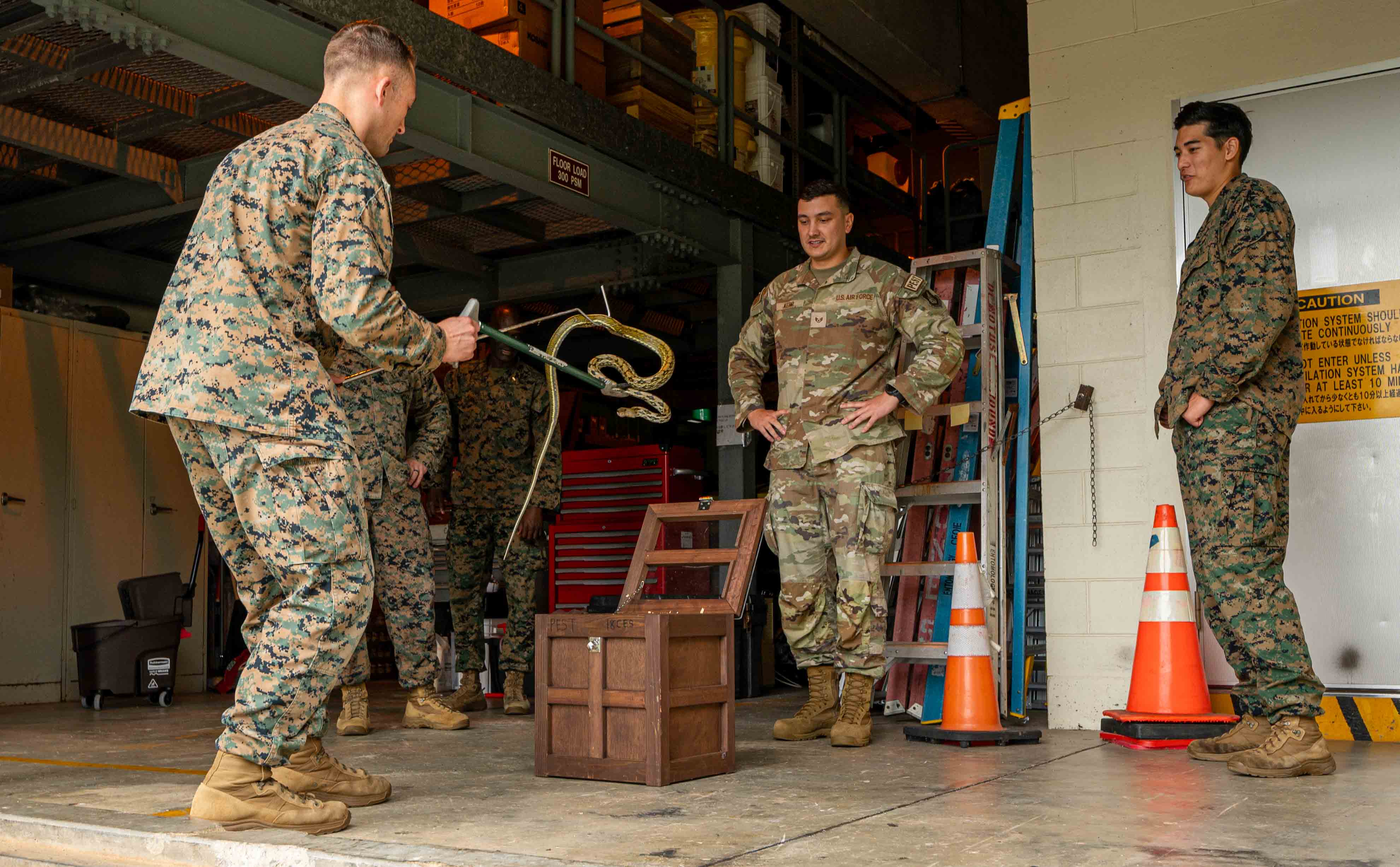 18th CES Airmen and 3DMEDBN Sailors handle Okinawan snakes > Kadena Air ...