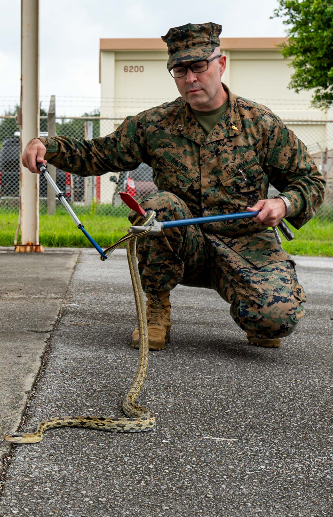 18th CES Airmen and 3DMEDBN Sailors handle Okinawan snakes > Kadena Air ...