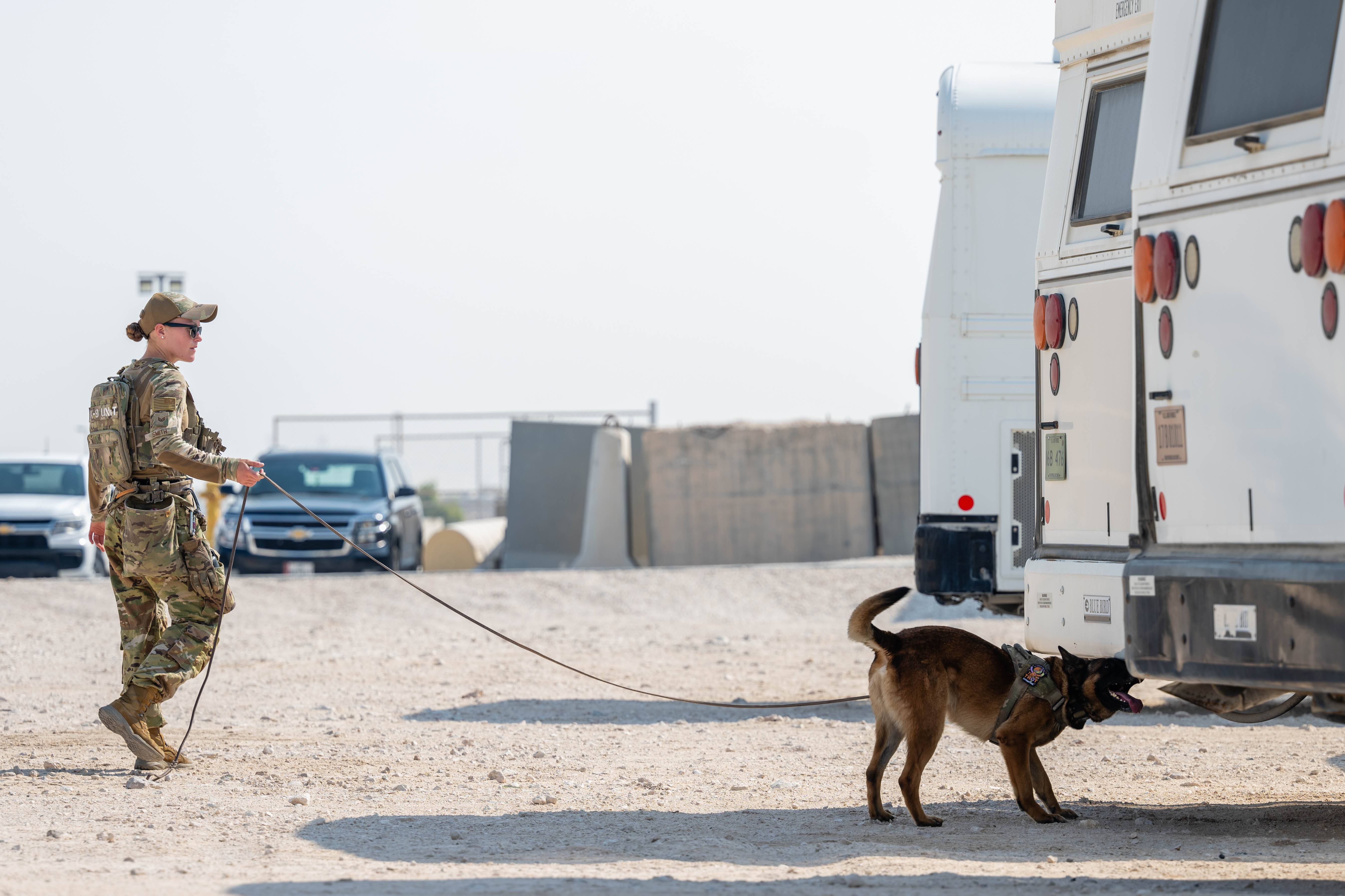 Military working dogs train to detect and patrol > U.S. Air Forces ...