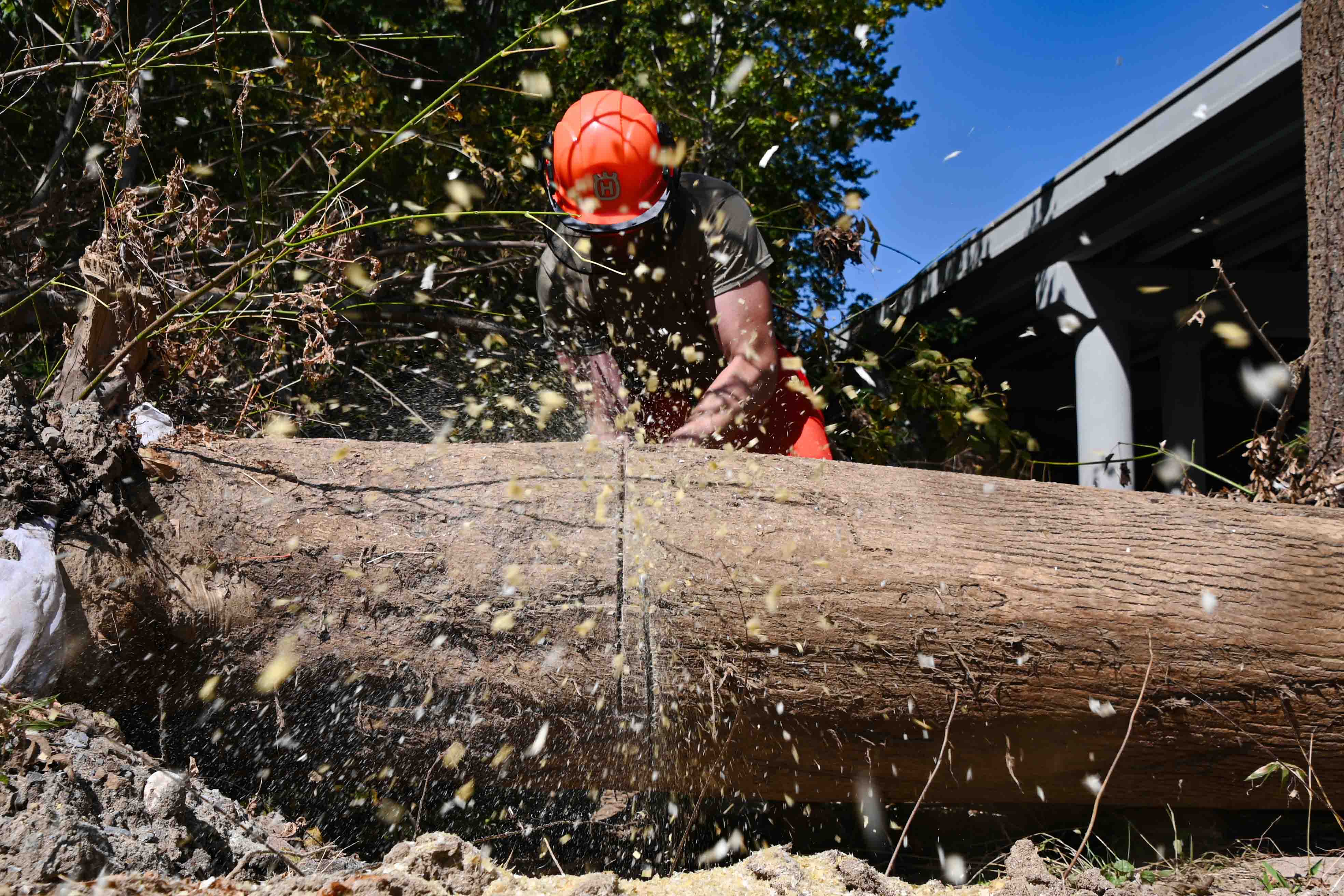 Tree Trouble