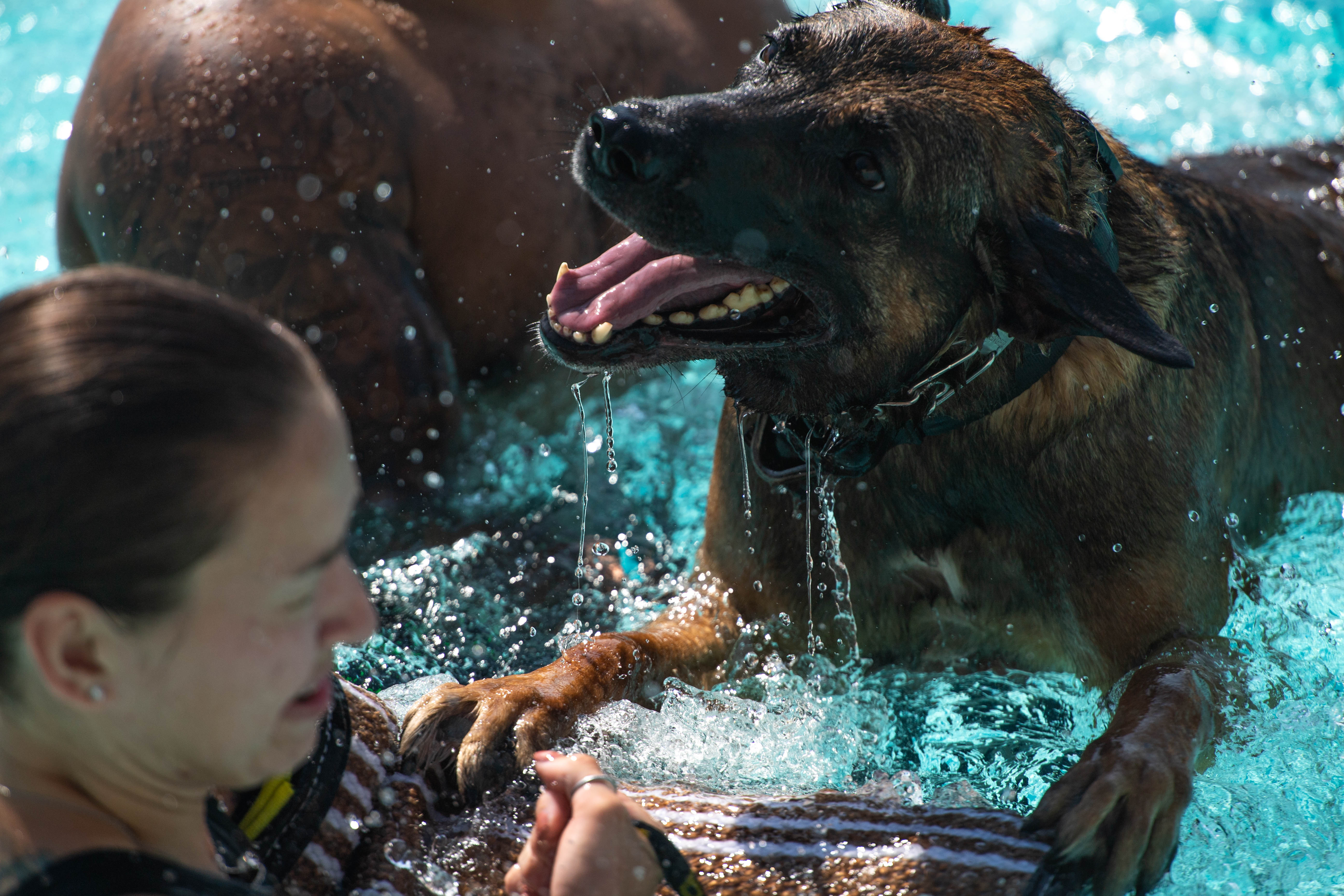 MWD Water Training > Aviano Air Base > Display