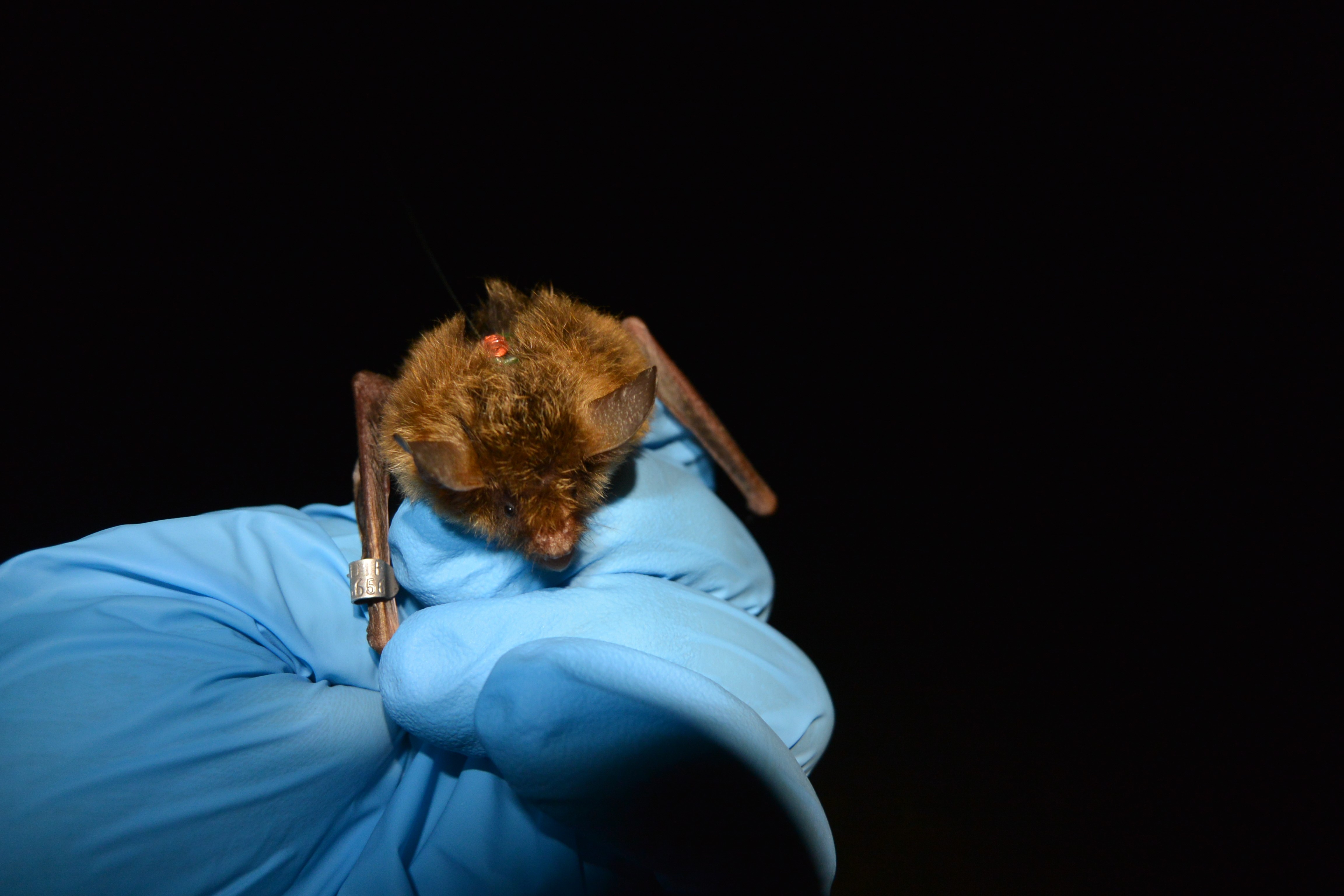 Last of them: fungal disease causes 90% decline in long-eared bat ...