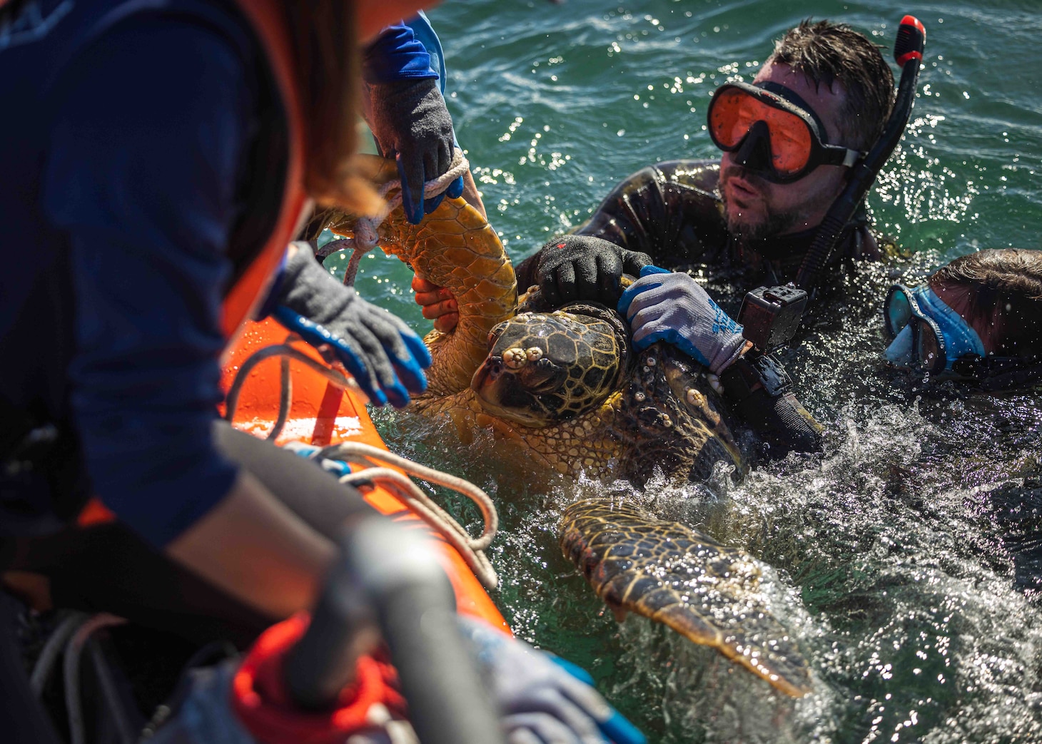 NAVFAC Hawaii collects new data for turtle tagging project > Commander ...