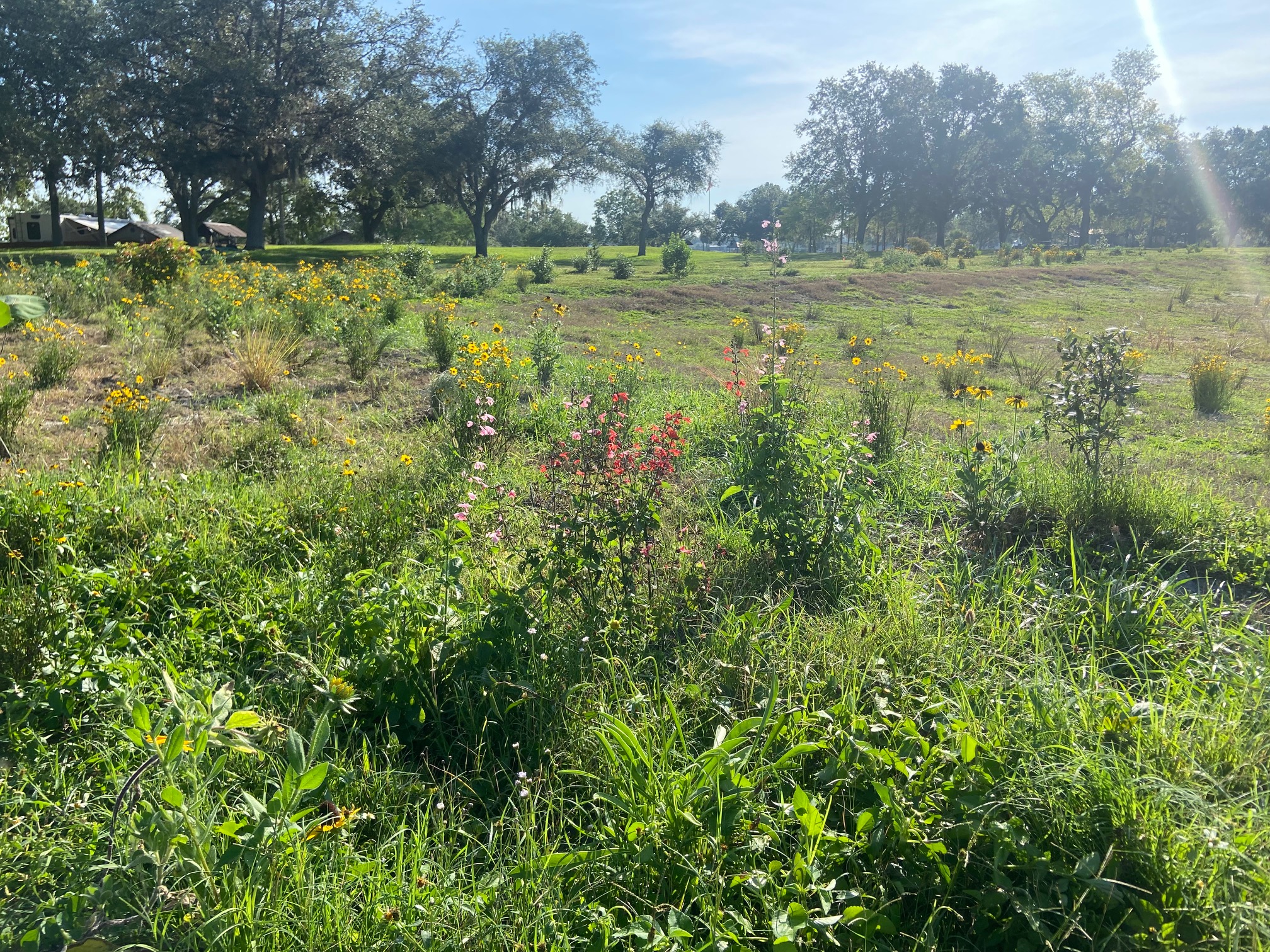 Engineering with Nature Reforestation 2-Year Anniversary > Jacksonville ...