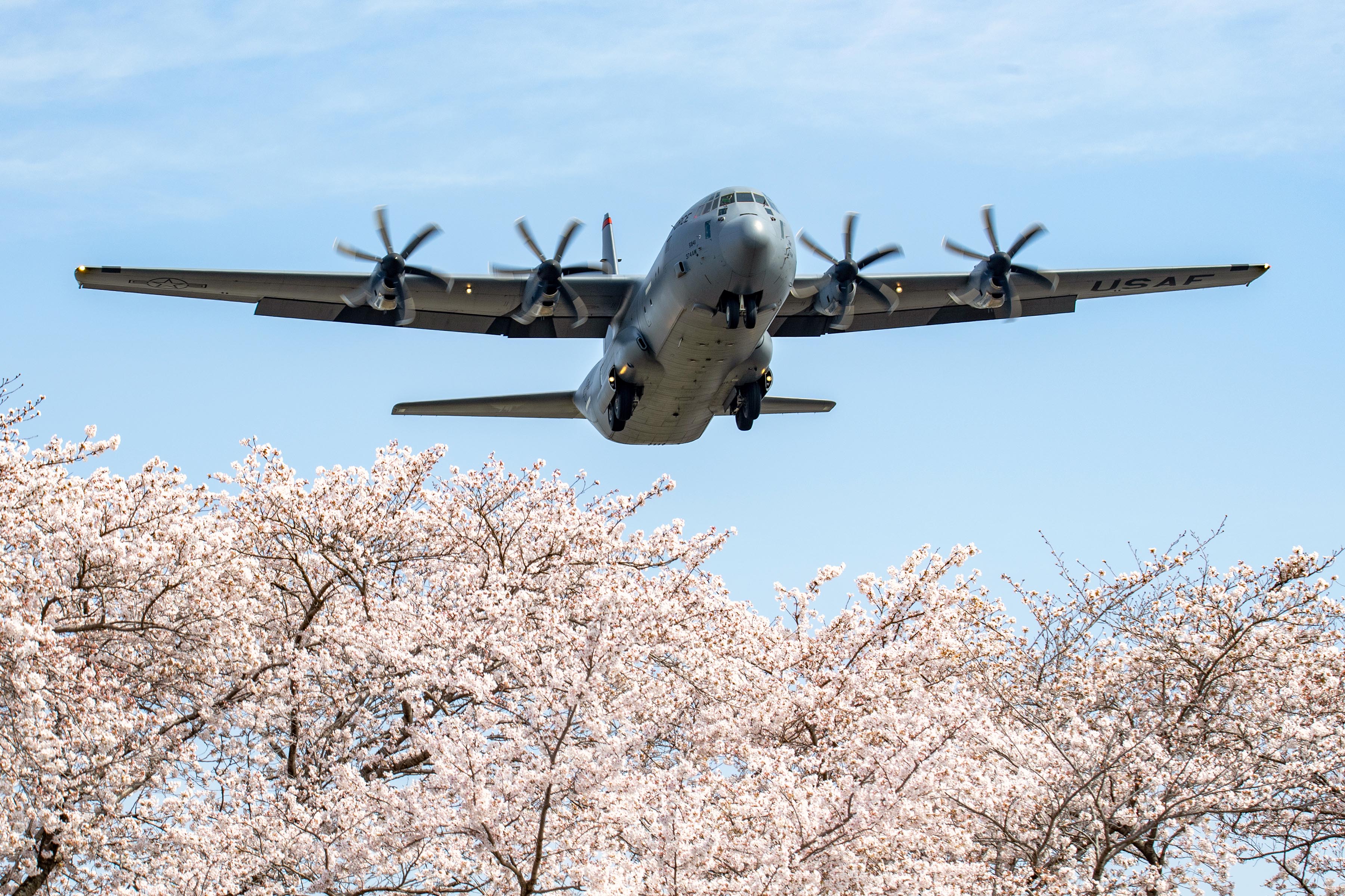 Yokota in full bloom