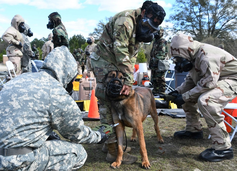 Paw and Order: The Elite Training of our Vets Caring for Military ...