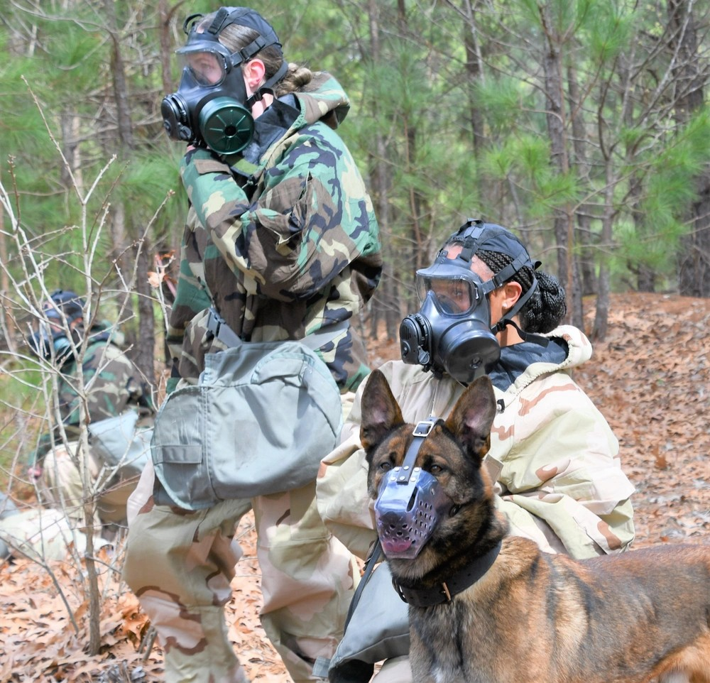 Paw and Order: The Elite Training of our Vets Caring for Military ...