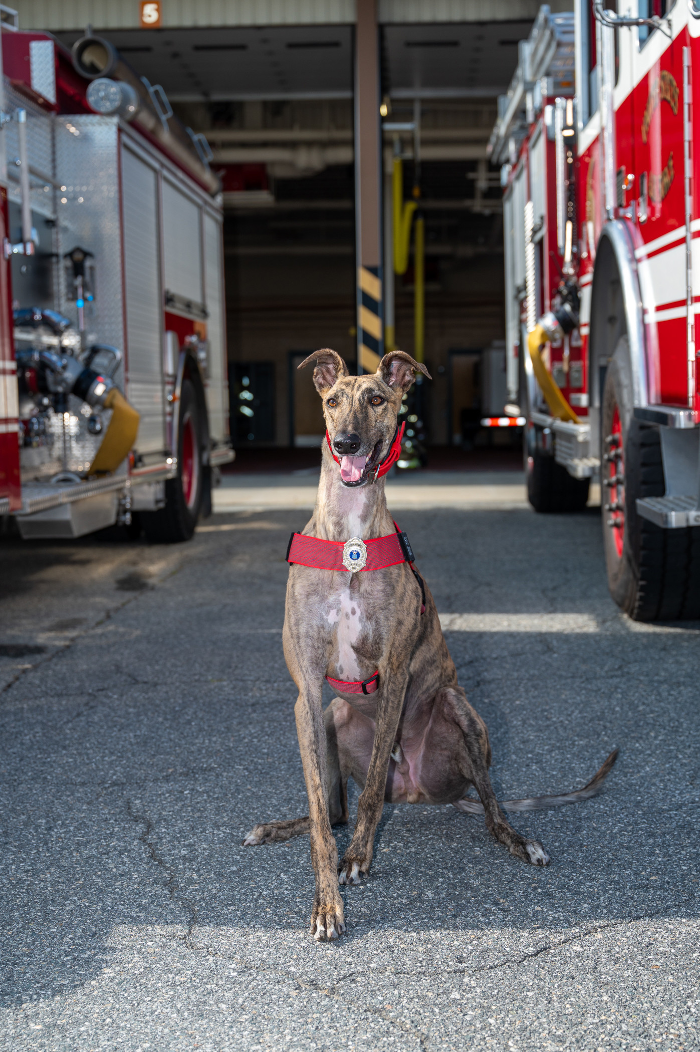 Service dog supports Hanscom AFB fire dispatcher > Hanscom Air Force ...