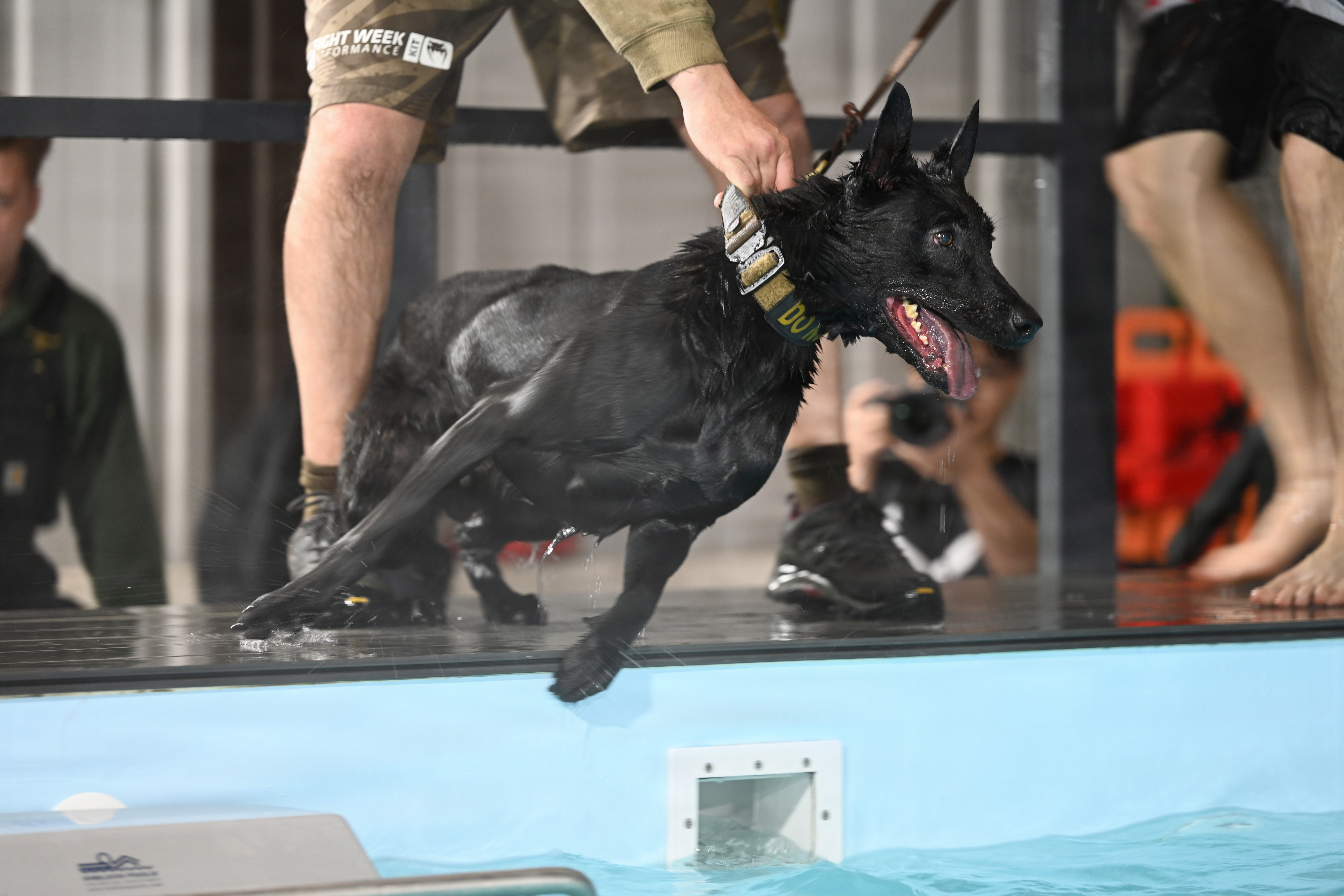 RAFM MWDs perform first water-confidence training > Royal Air Force ...