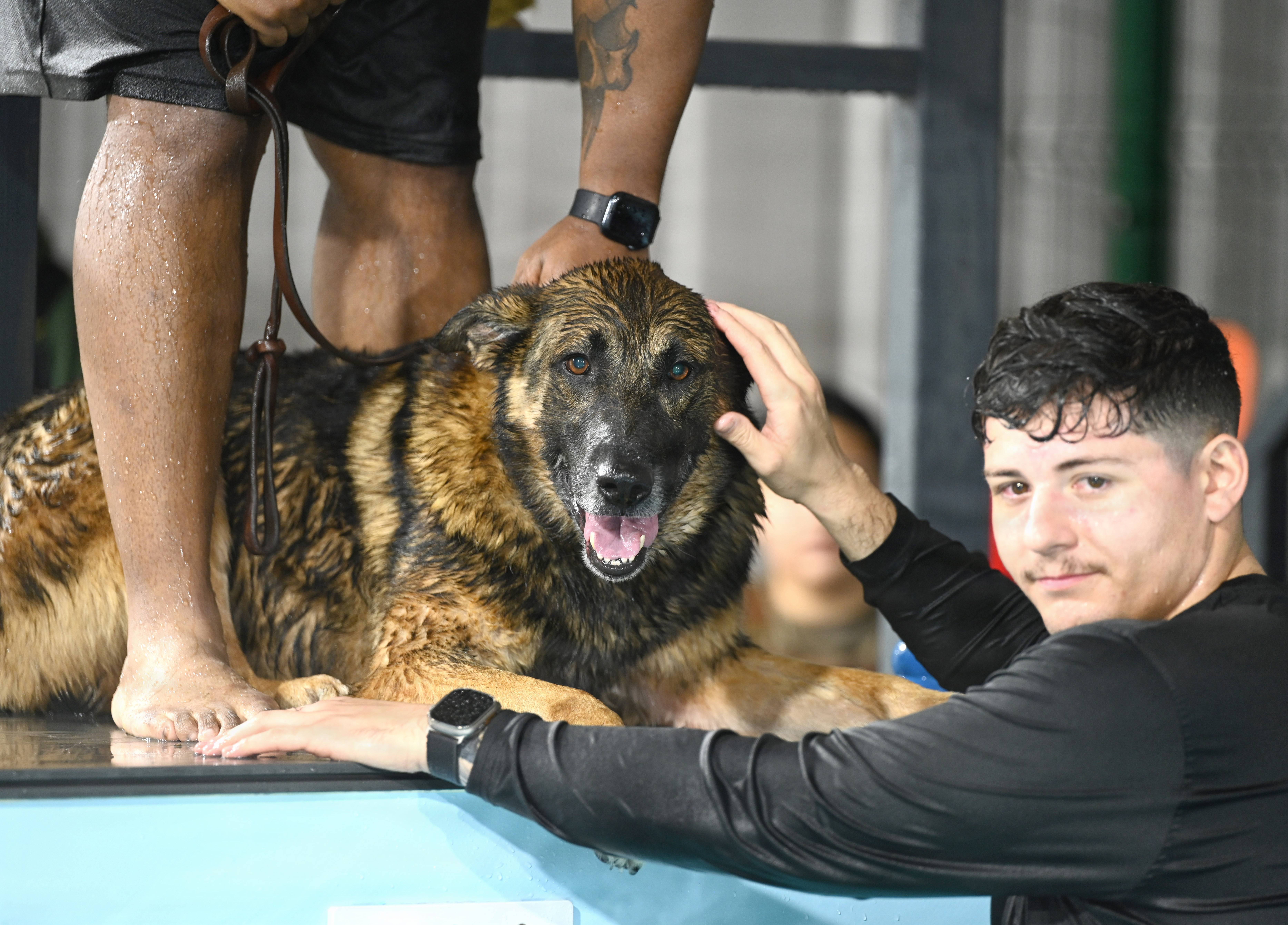 RAFM MWDs perform first water-confidence training > Royal Air Force ...