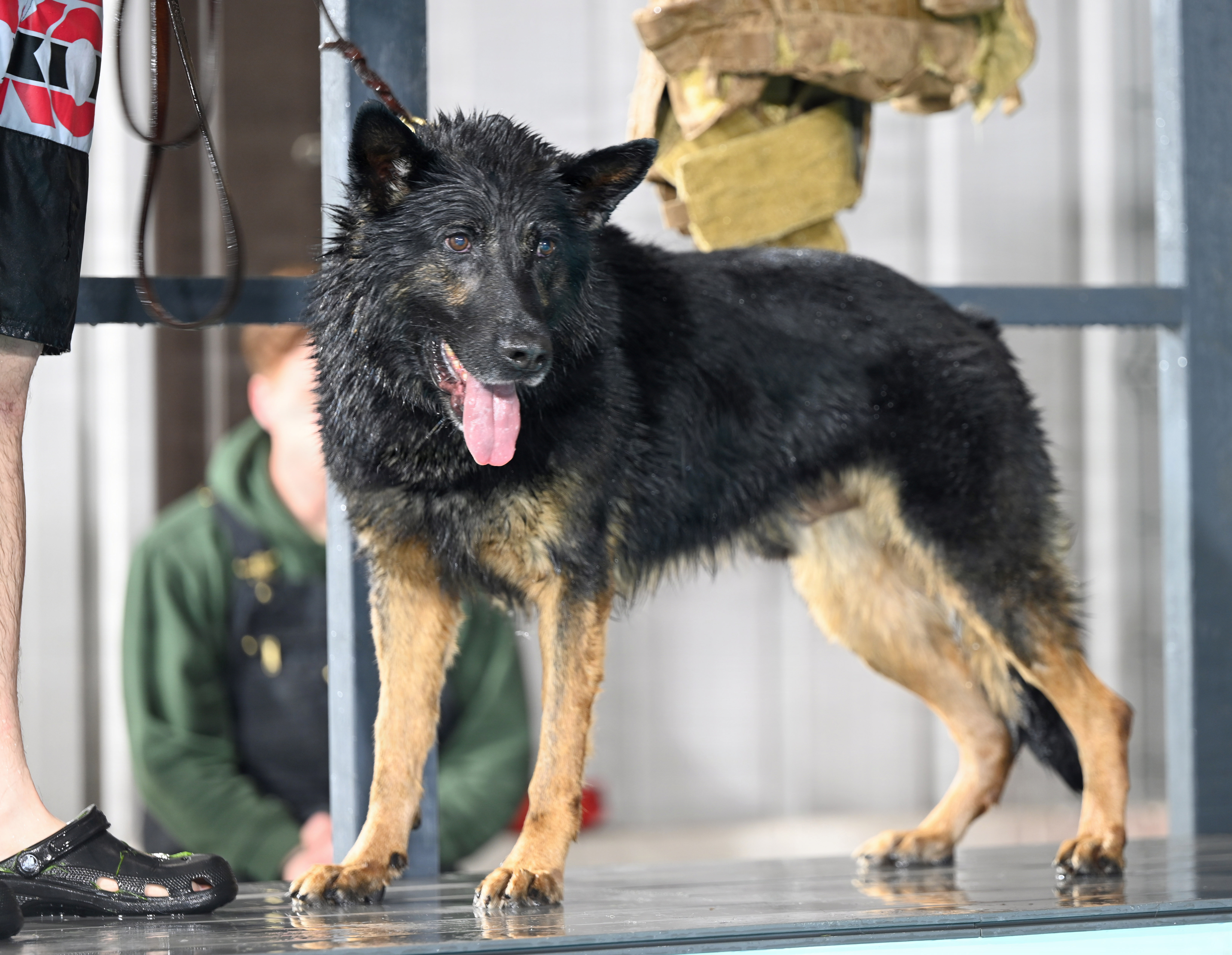RAFM MWDs perform first water-confidence training > Royal Air Force ...