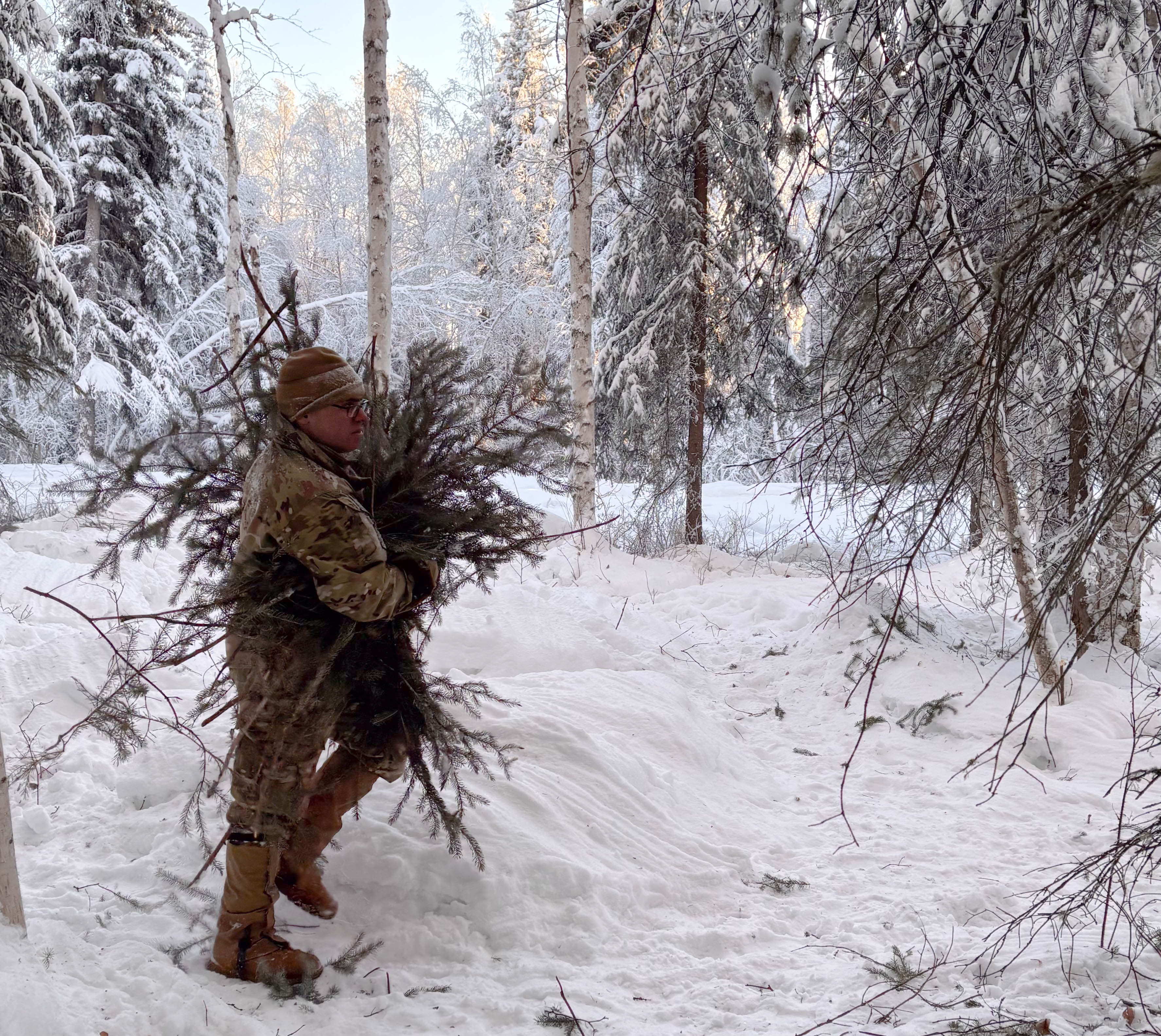 Collecting spruce tree leaves for his thermal shelter