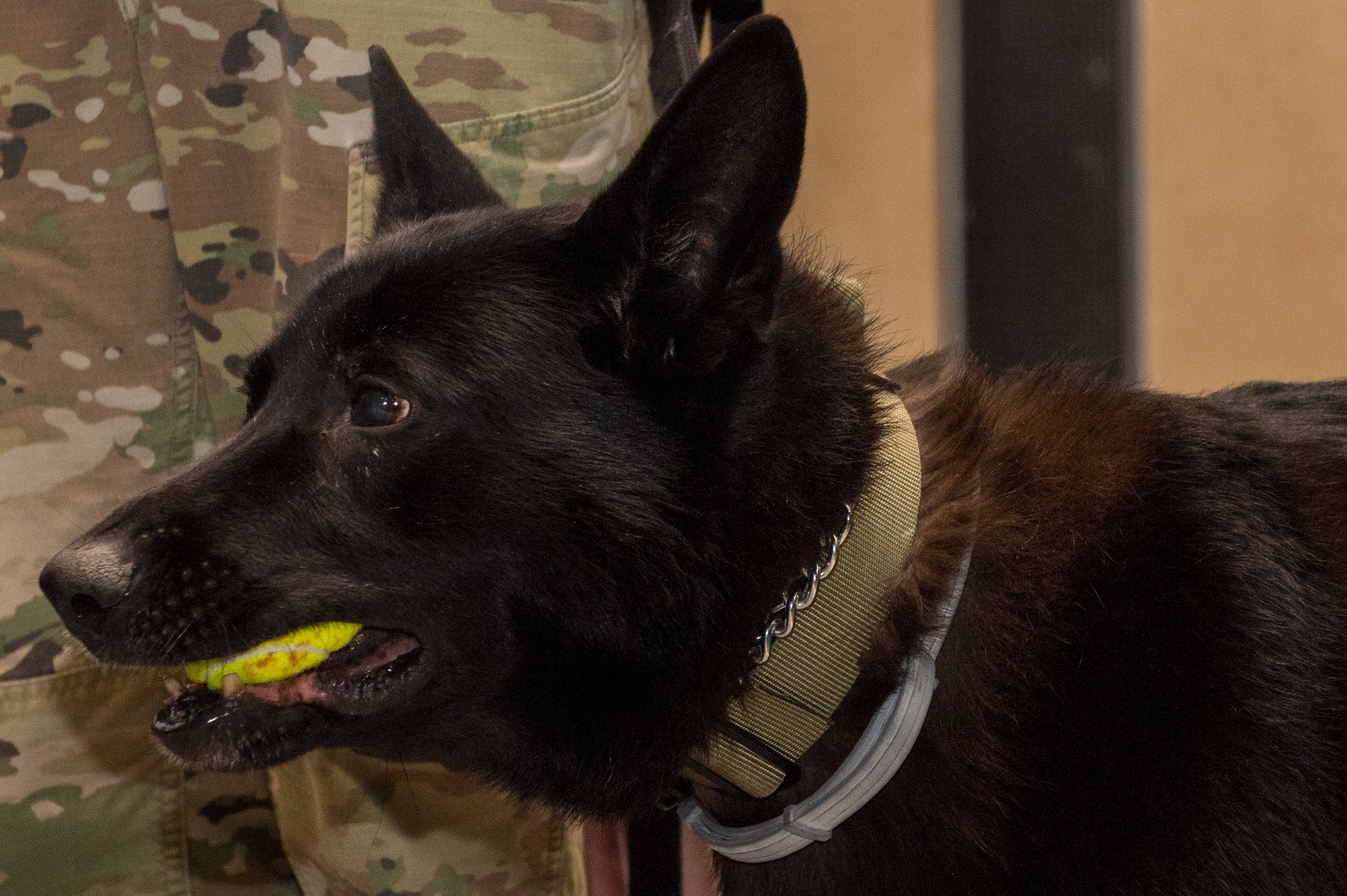Military working dogs honored in retirement ceremony > Aviano Air Base ...