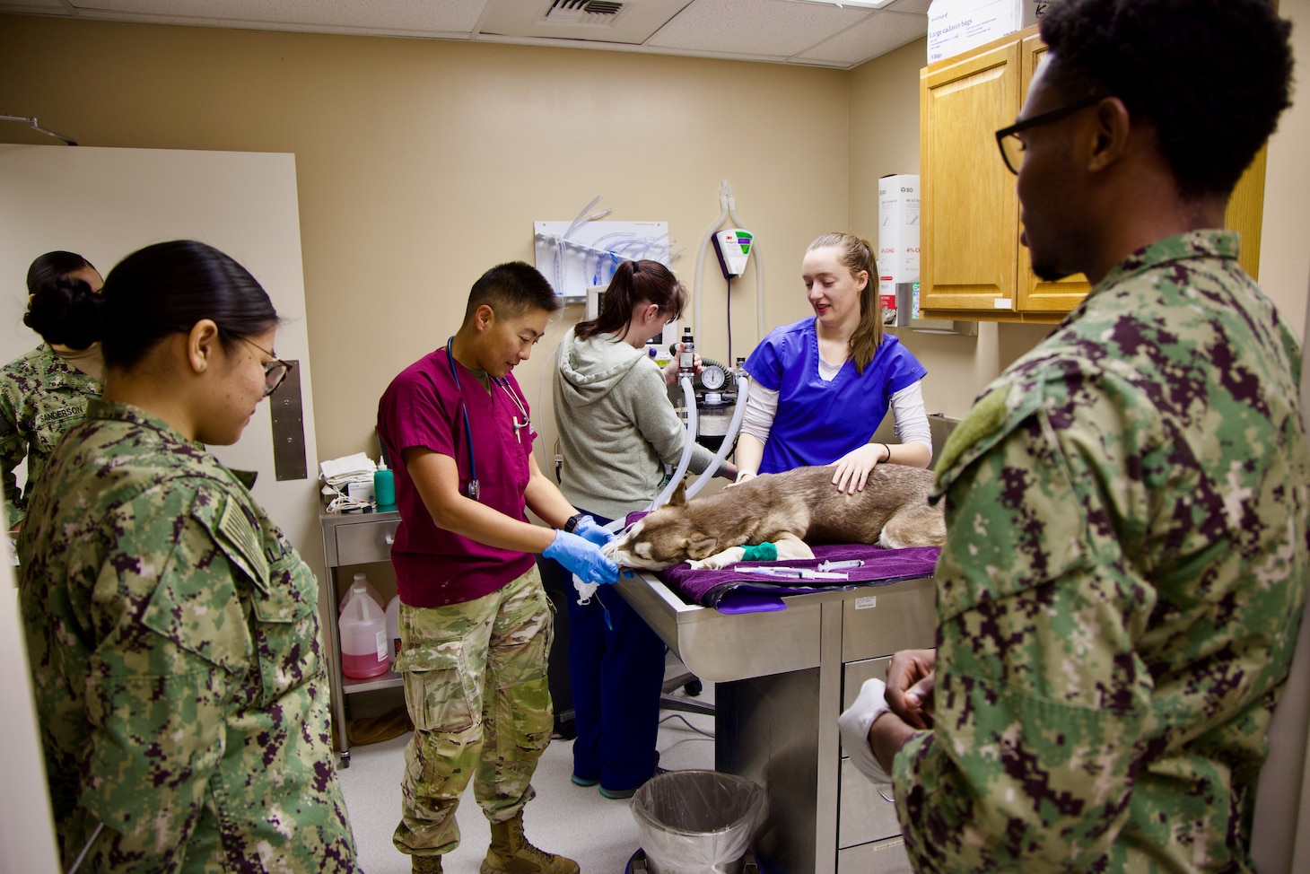 From Humans to Canines: NMRTC Twentynine Palms corpsmen cross-train ...