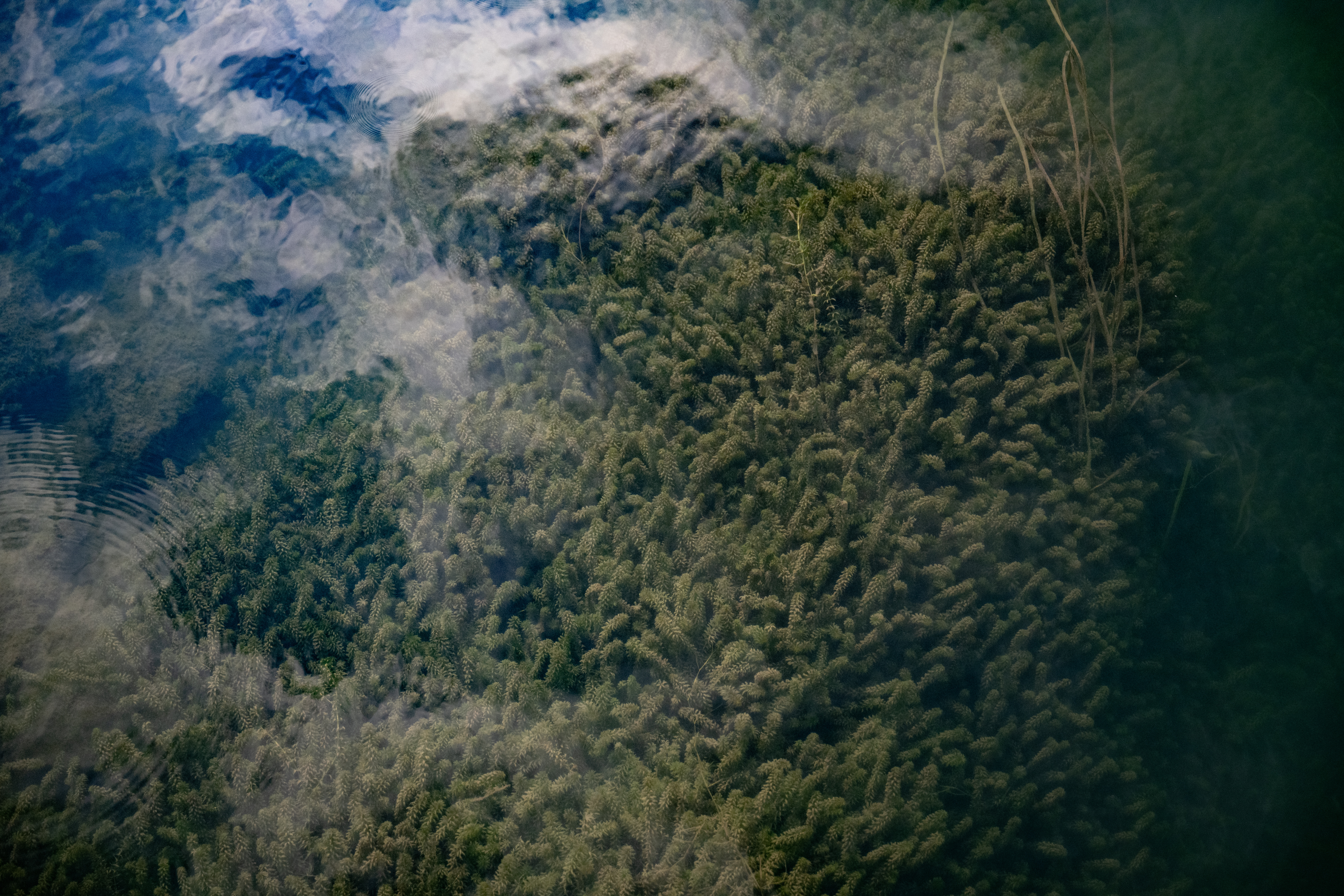 hydrilla chase