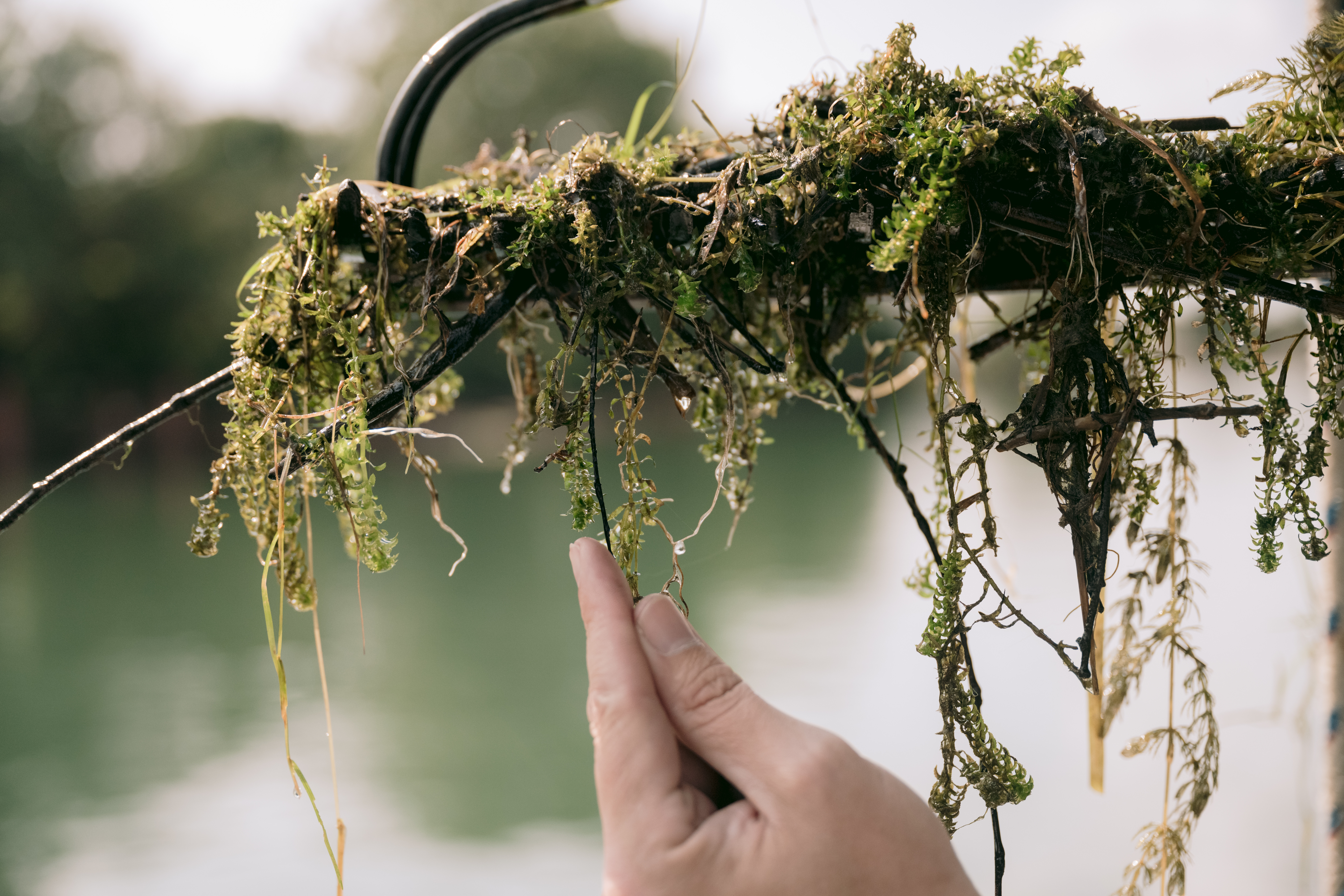 Corps of Engineers Treating Invasive Hydrilla Across Western New York > Great Lakes and Ohio ...