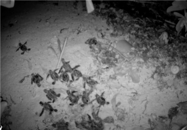 Turtle Patrol > Andersen Air Force Base > Article Display